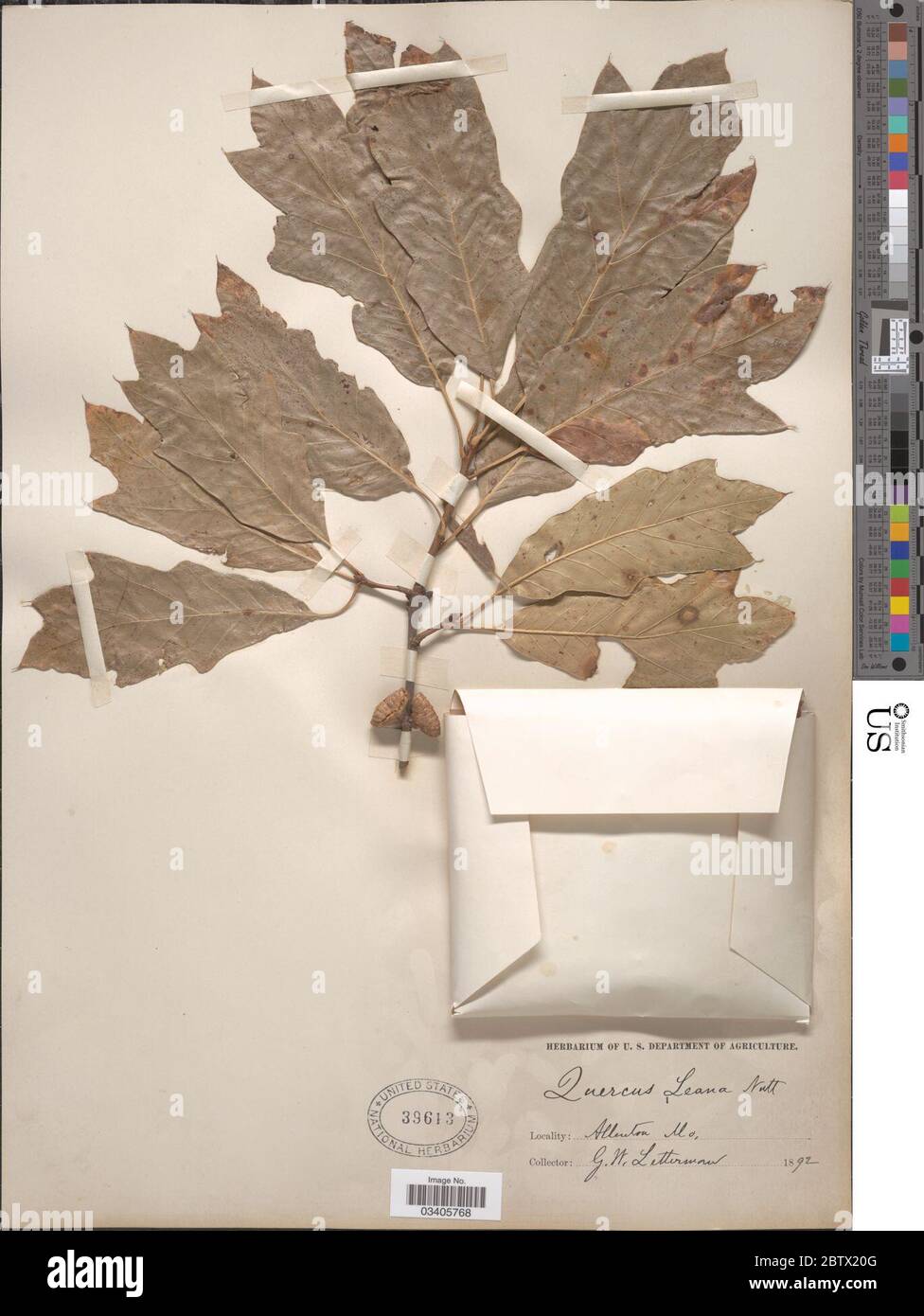 Quercus leana hi-res stock photography and images - Alamy