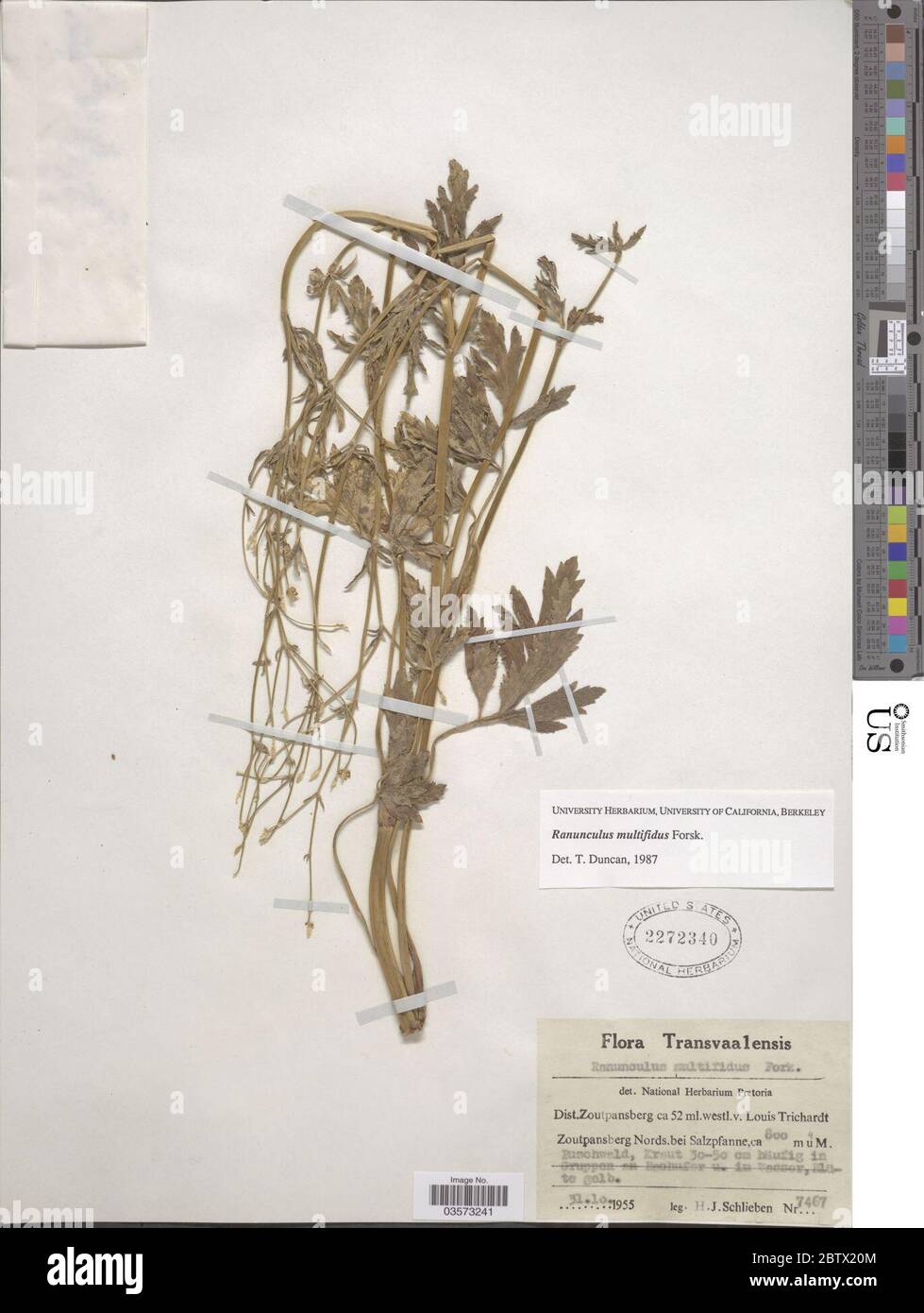 Multifidus hi-res stock photography and images - Alamy