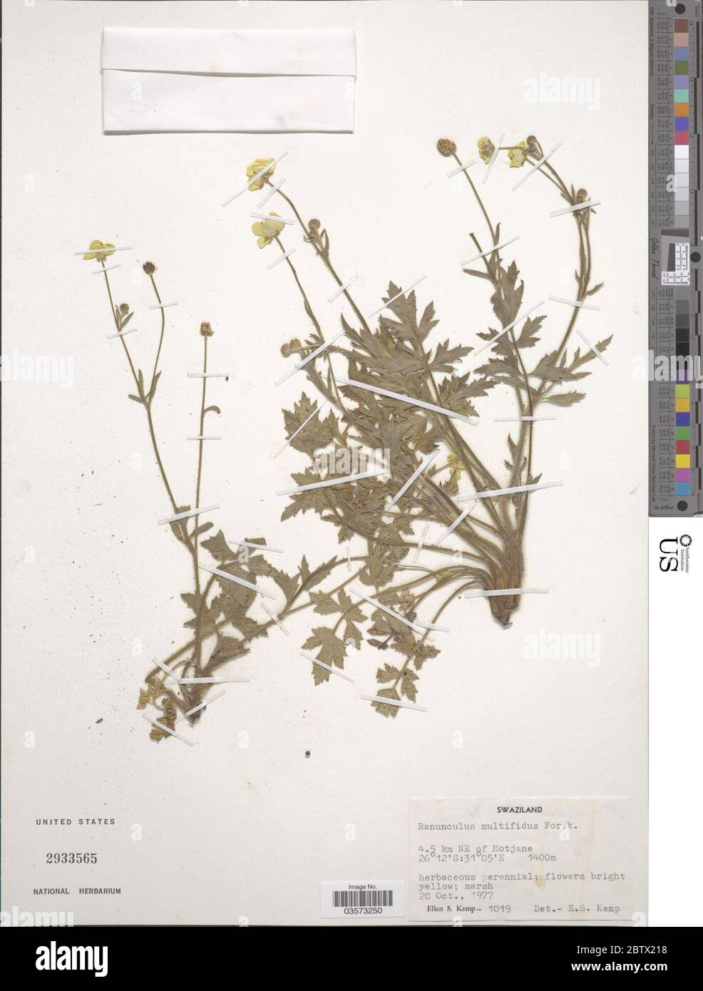 Multifidus hi-res stock photography and images - Alamy