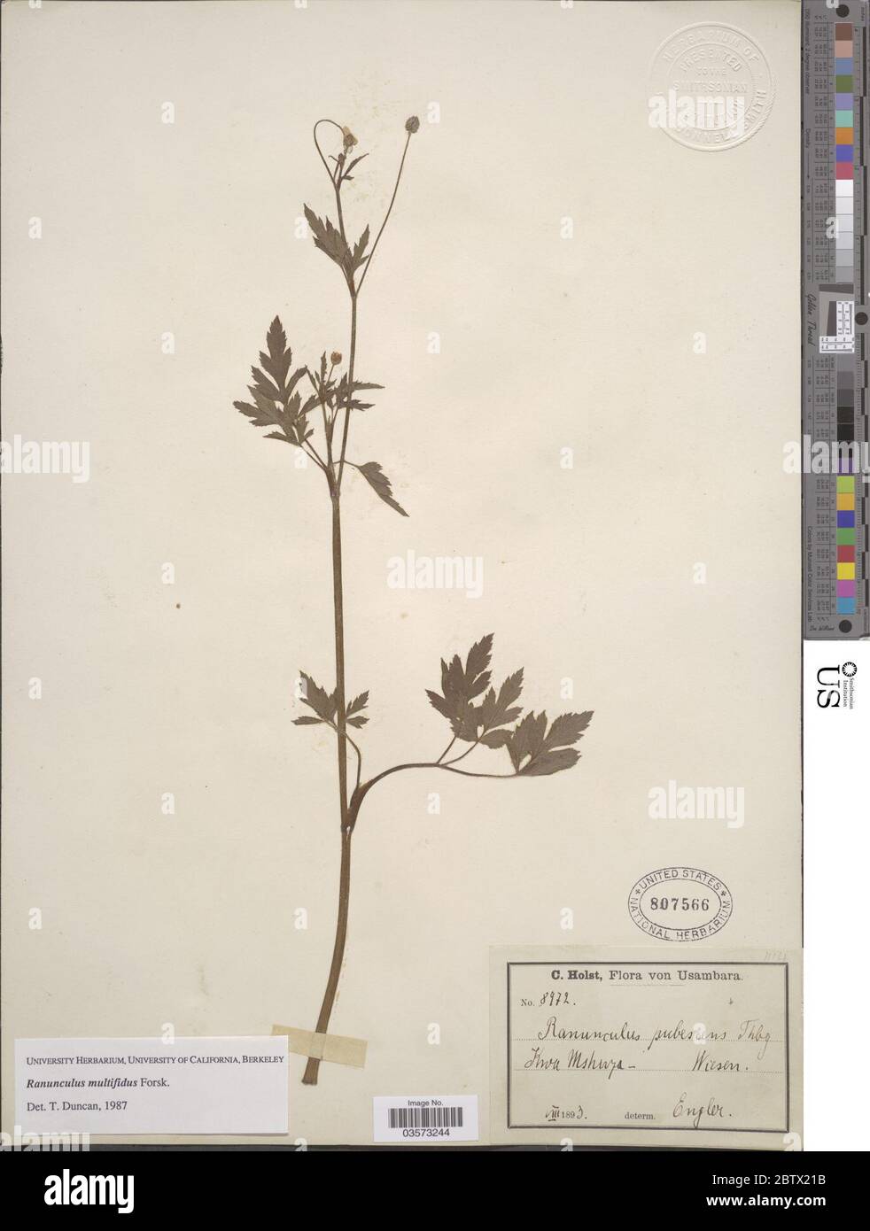 Multifidus hi-res stock photography and images - Alamy