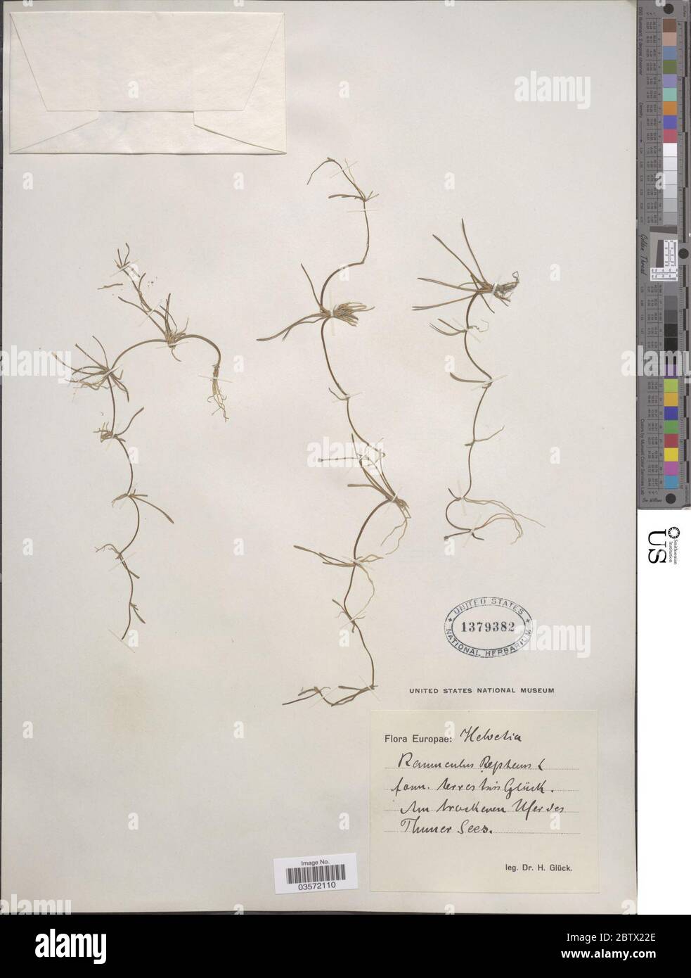 Ranunculus repens L Stock Photo - Alamy