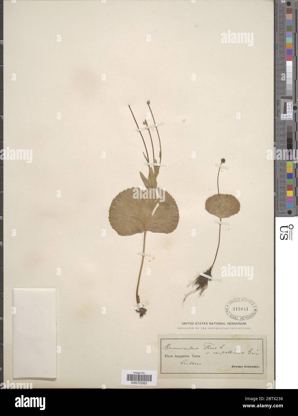 Ranunculus thora L Stock Photo - Alamy