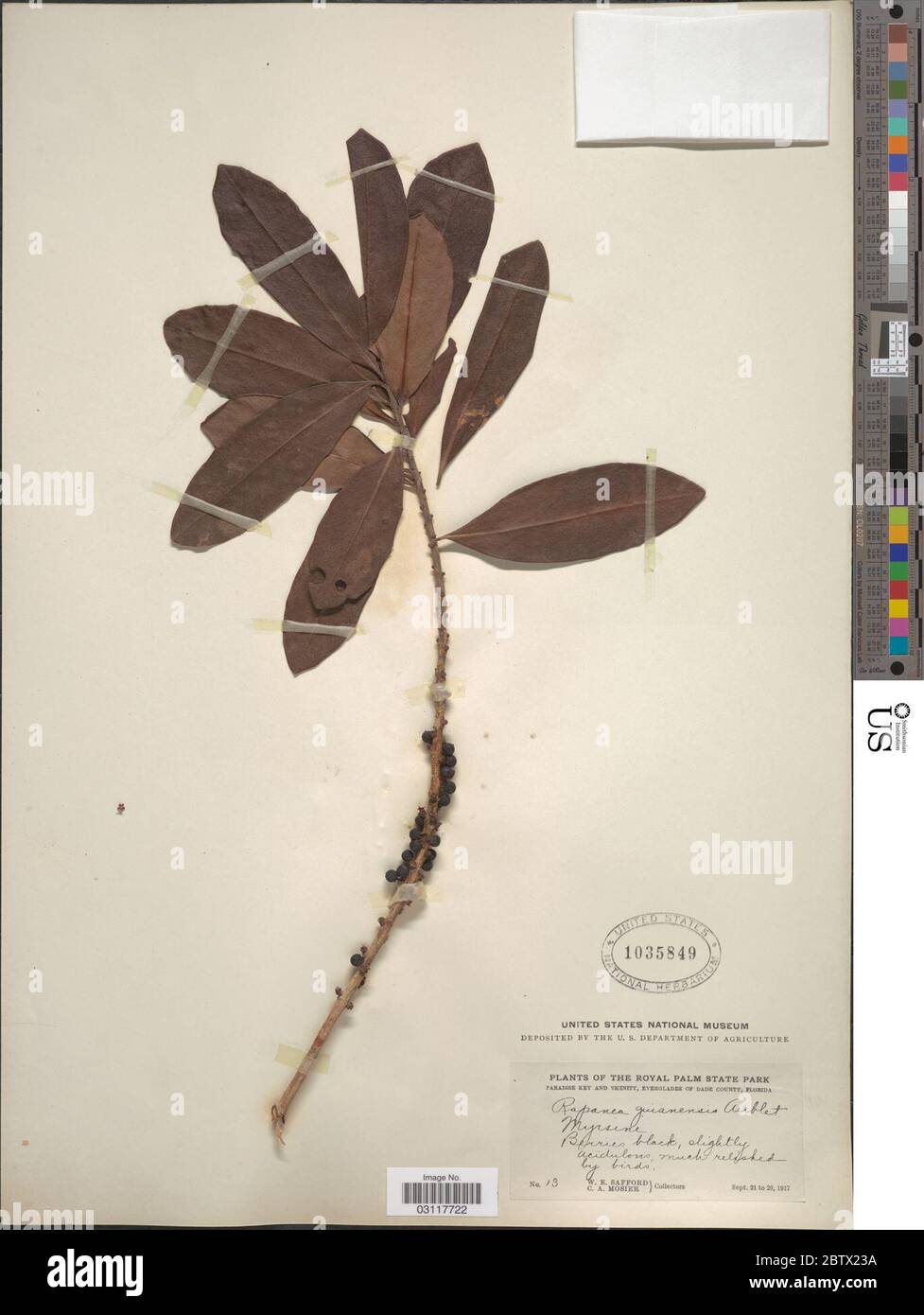 Rapanea guianensis Aubl Stock Photo - Alamy