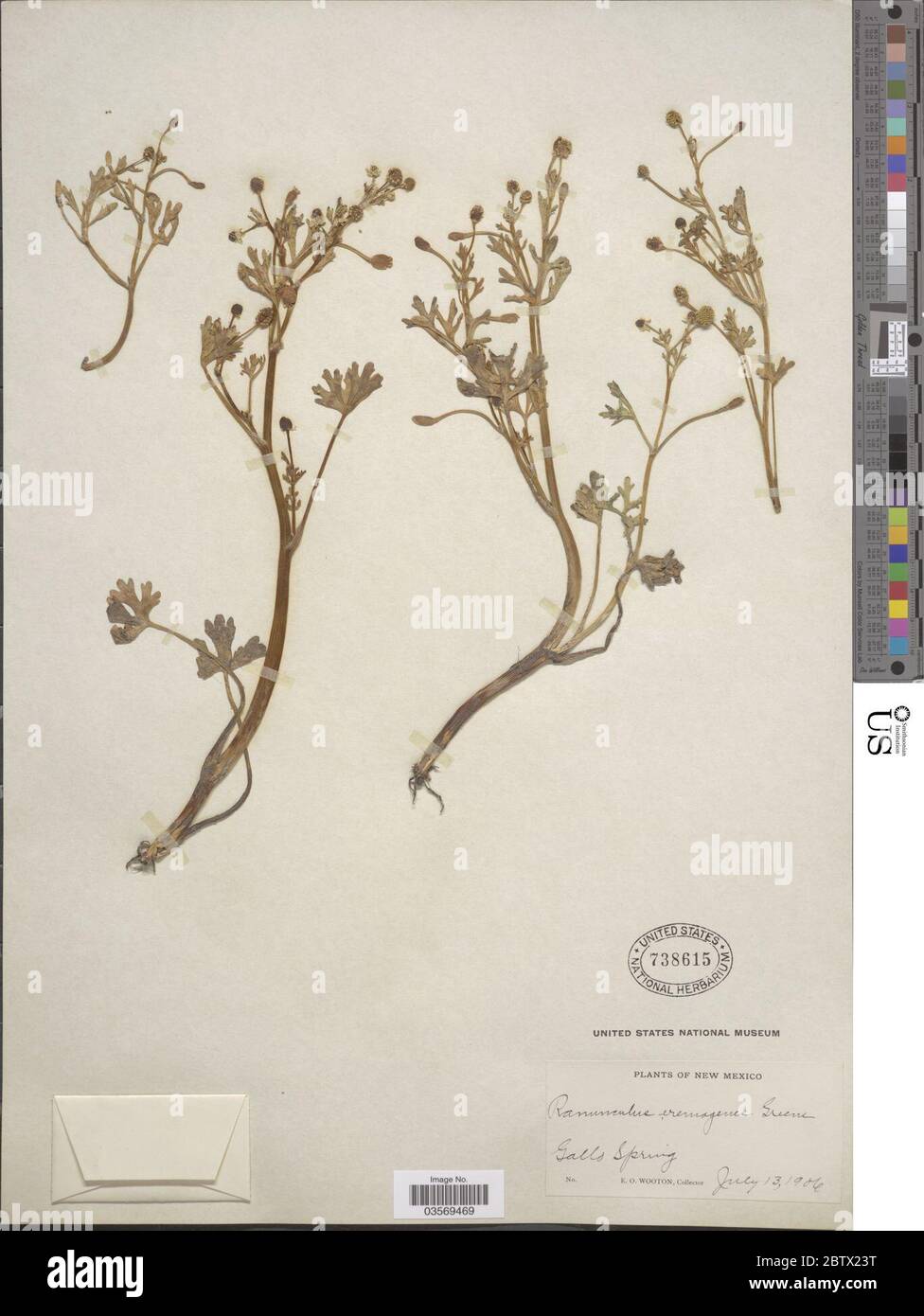 Multifidus hi-res stock photography and images - Alamy