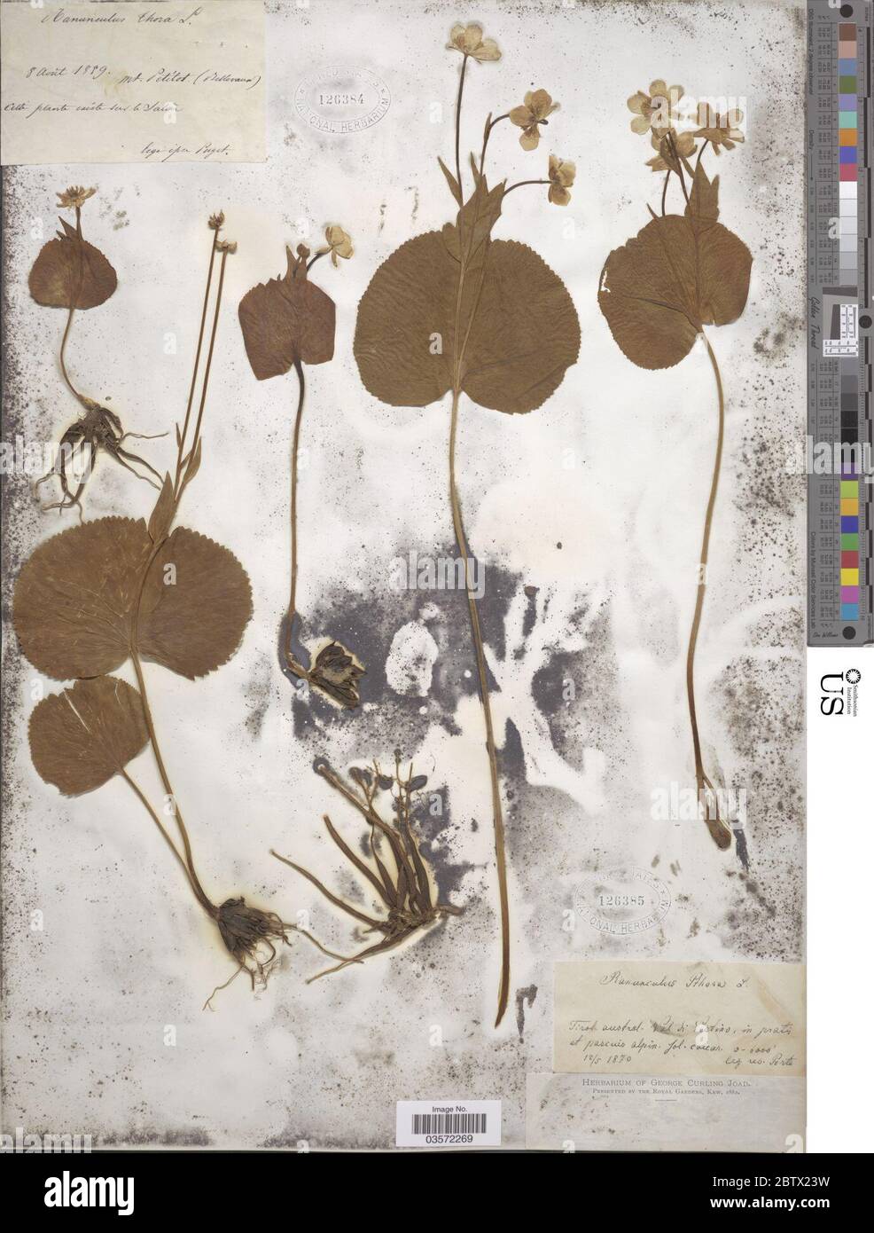 Ranunculus thora L Stock Photo - Alamy
