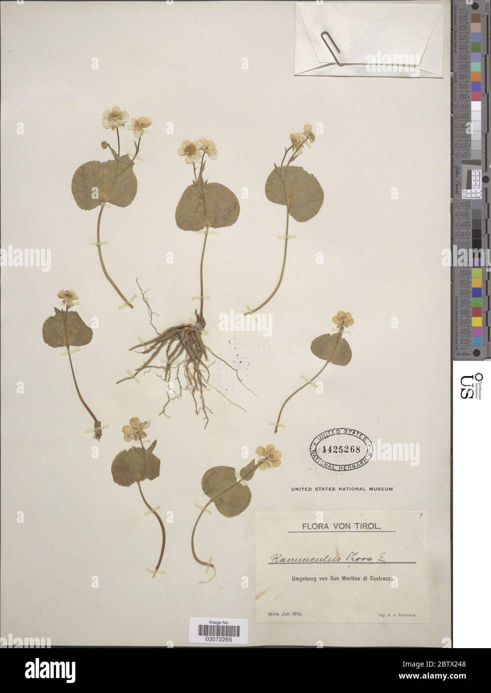 Ranunculus thora L Stock Photo - Alamy