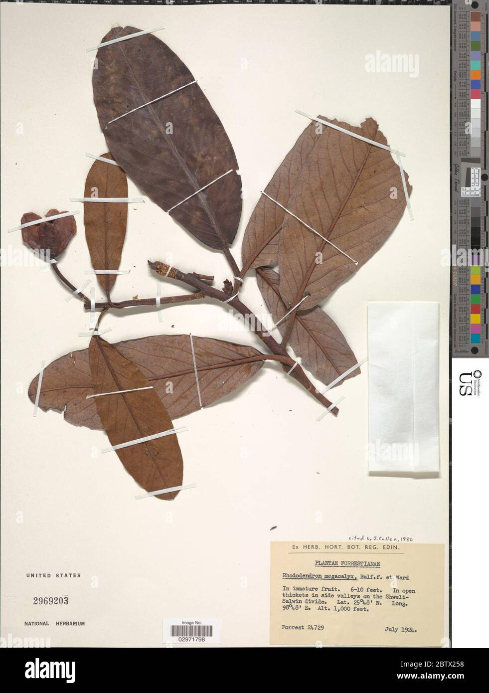 Rhododendron megacalyx Balf f Ward Stock Photo - Alamy