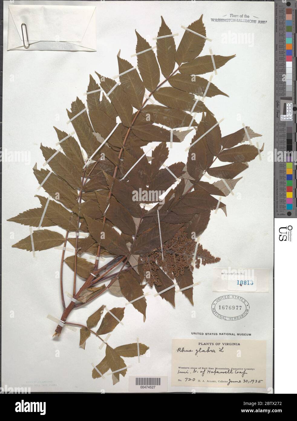 Rhus glabra botany hi-res stock photography and images - Alamy