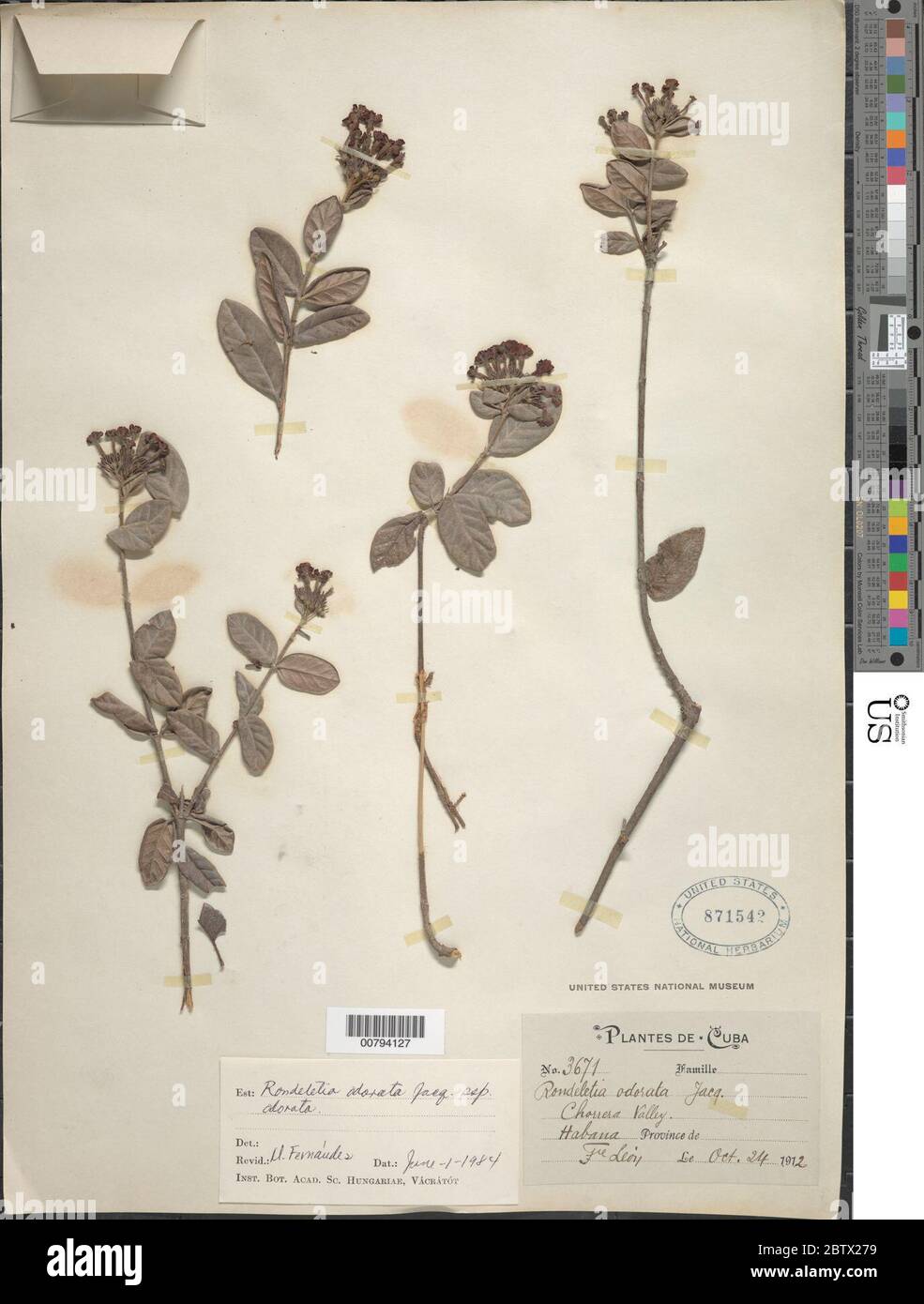 Rondeletia odorata hi-res stock photography and images - Alamy