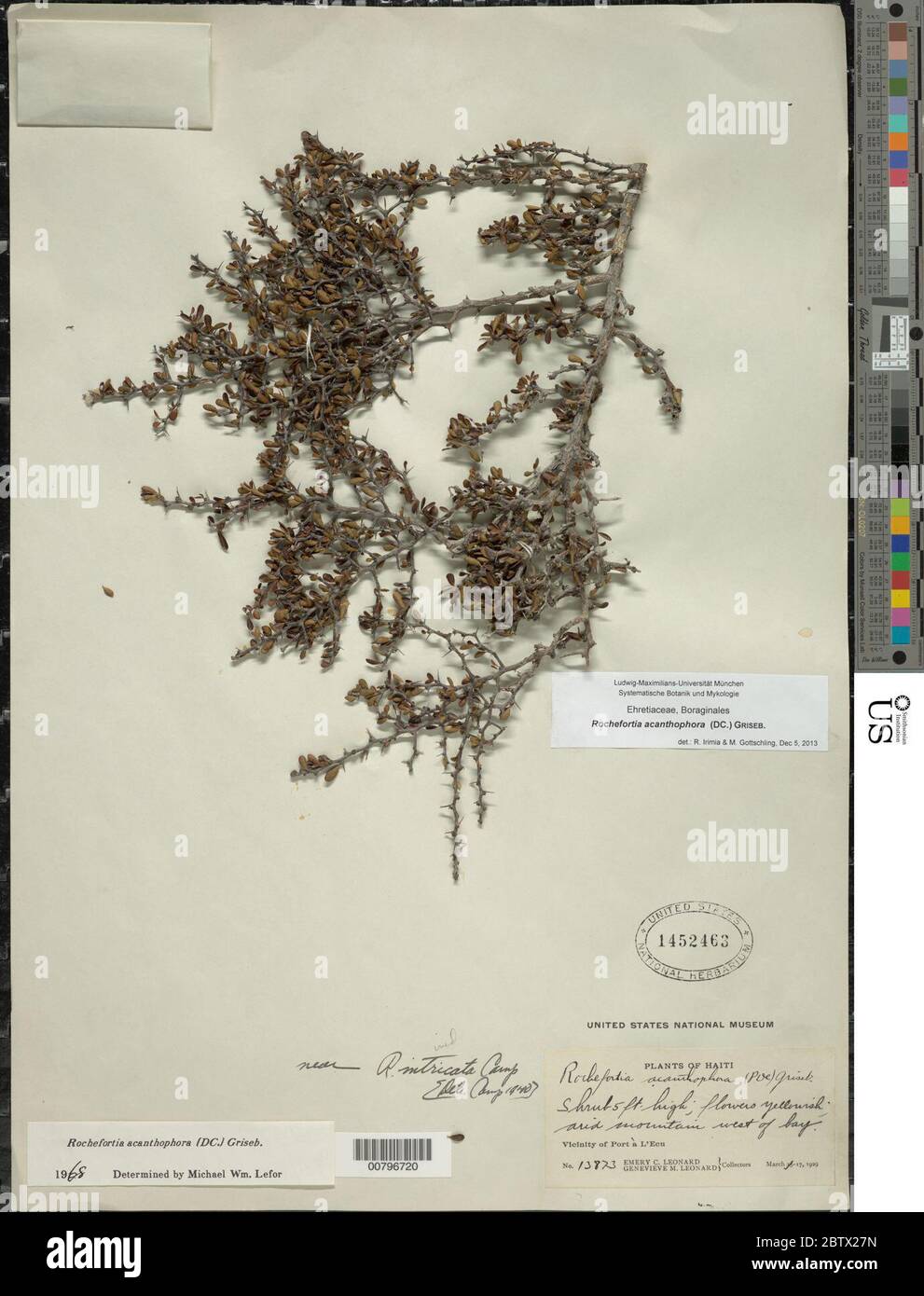 Acanthophora High Resolution Stock Photography and Images - Alamy