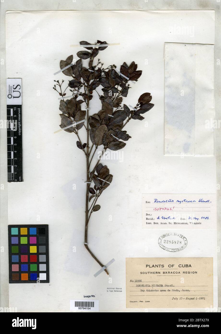 Rondeletia myrtacea Standl Stock Photo - Alamy