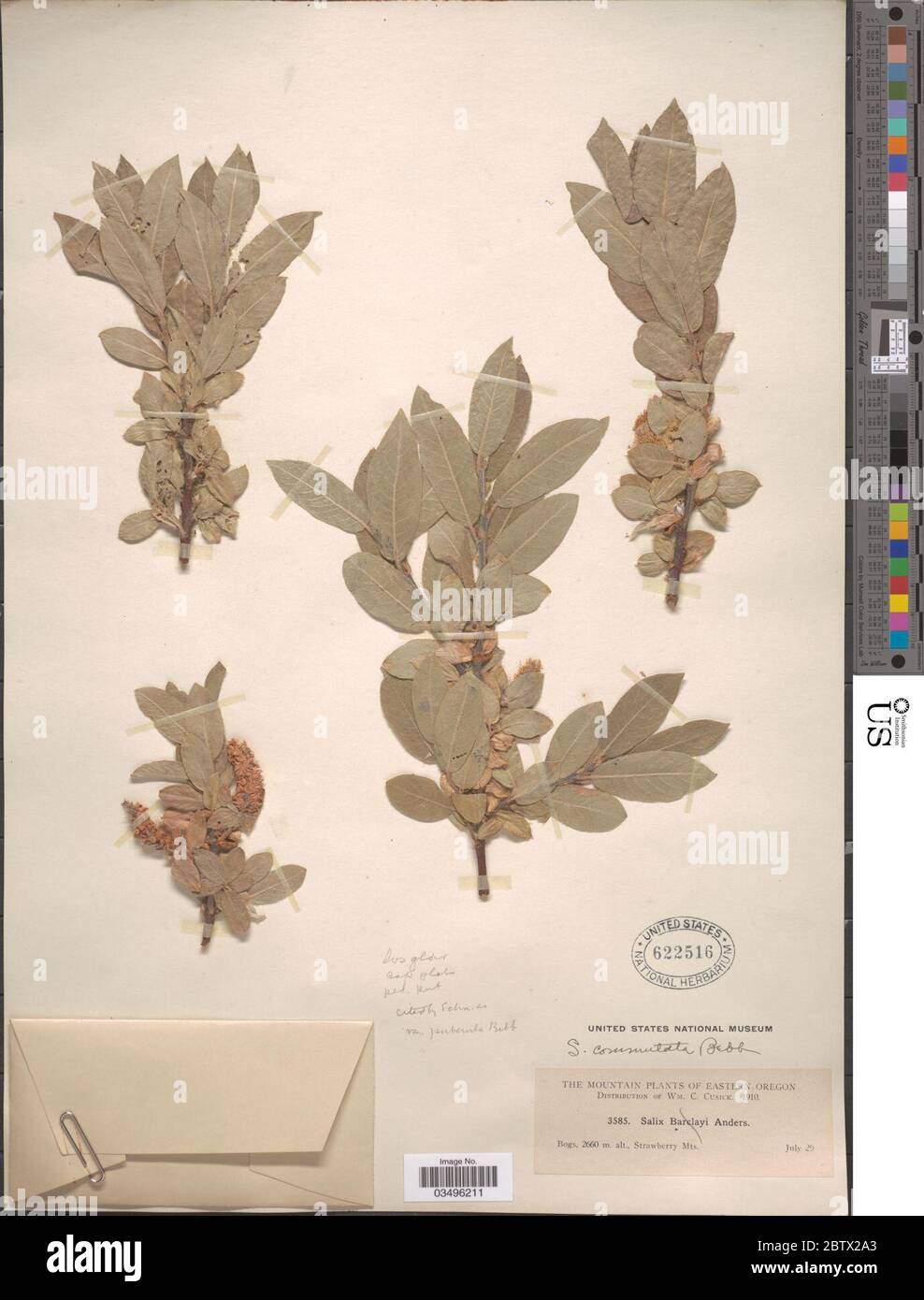 Specimen salix hi-res stock photography and images - Alamy