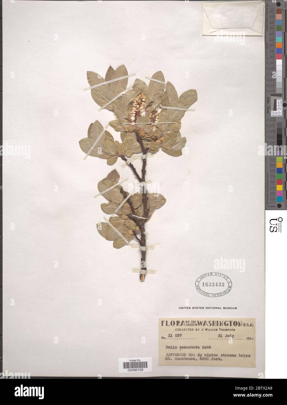 Salix commutata Bebb Stock Photo - Alamy