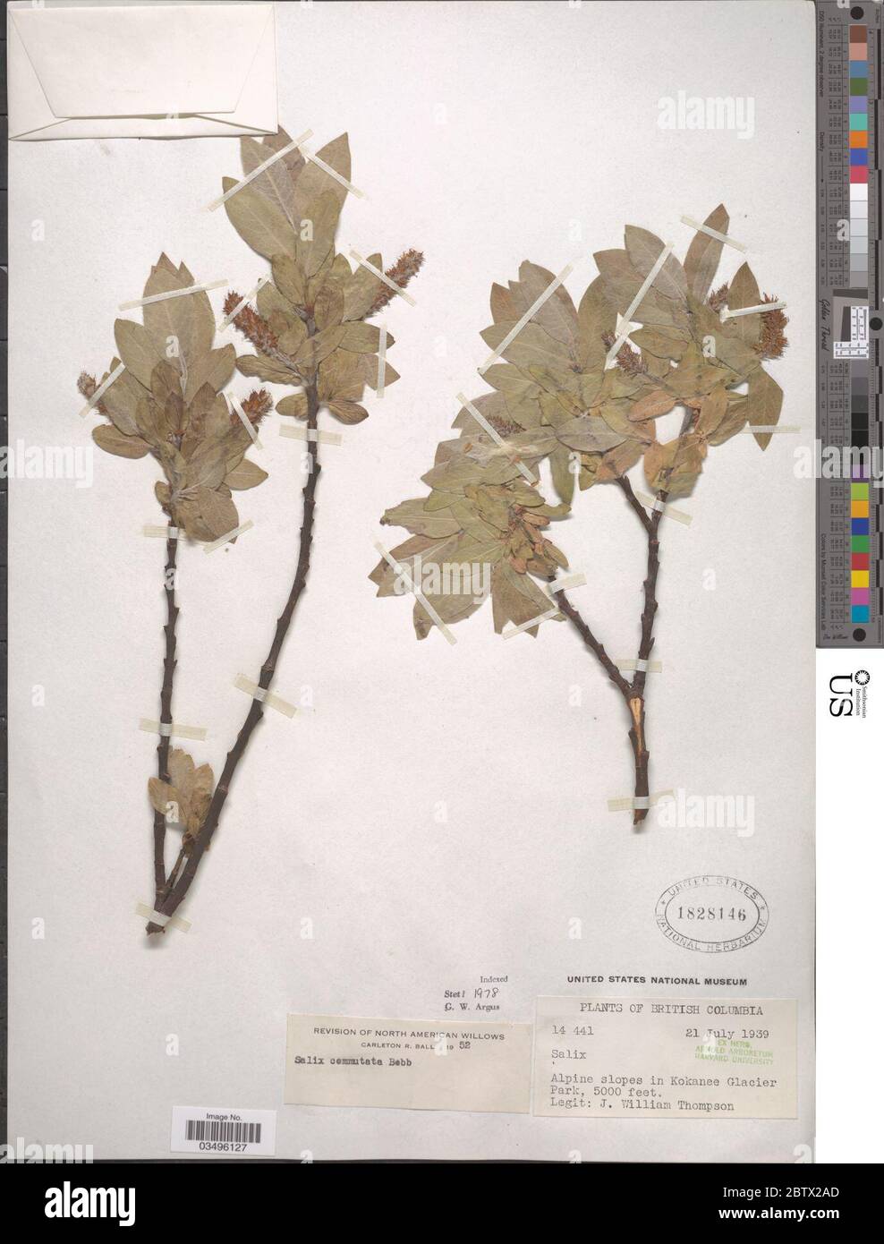 Salix commutata Bebb Stock Photo - Alamy