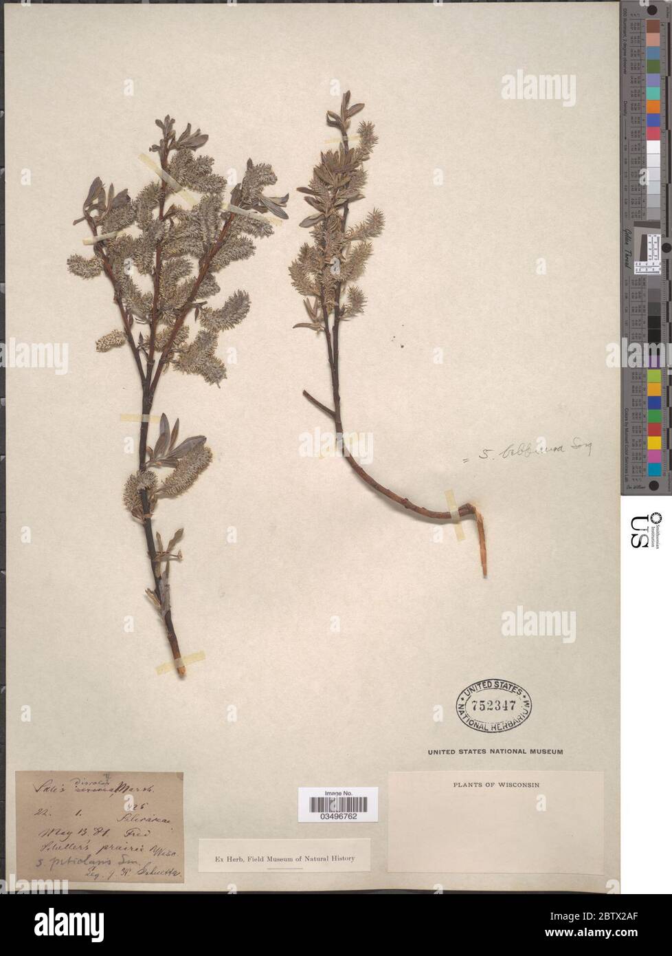 Salix discolor Muhl Stock Photo - Alamy