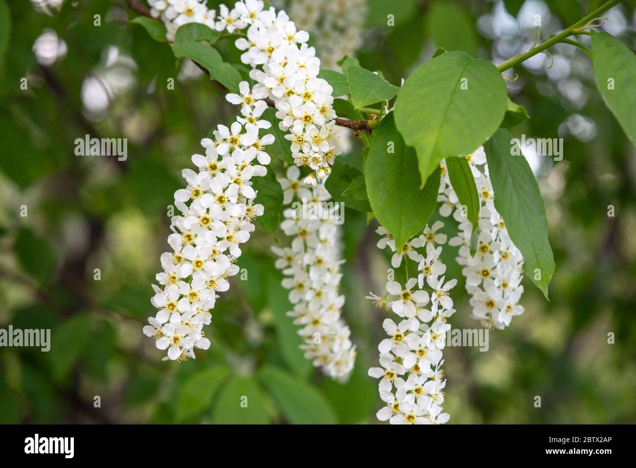 Blossoming bird cherry tree bunch hi-res stock photography and images ...