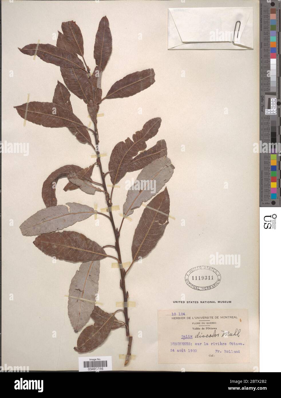Salix discolor hi-res stock photography and images - Alamy