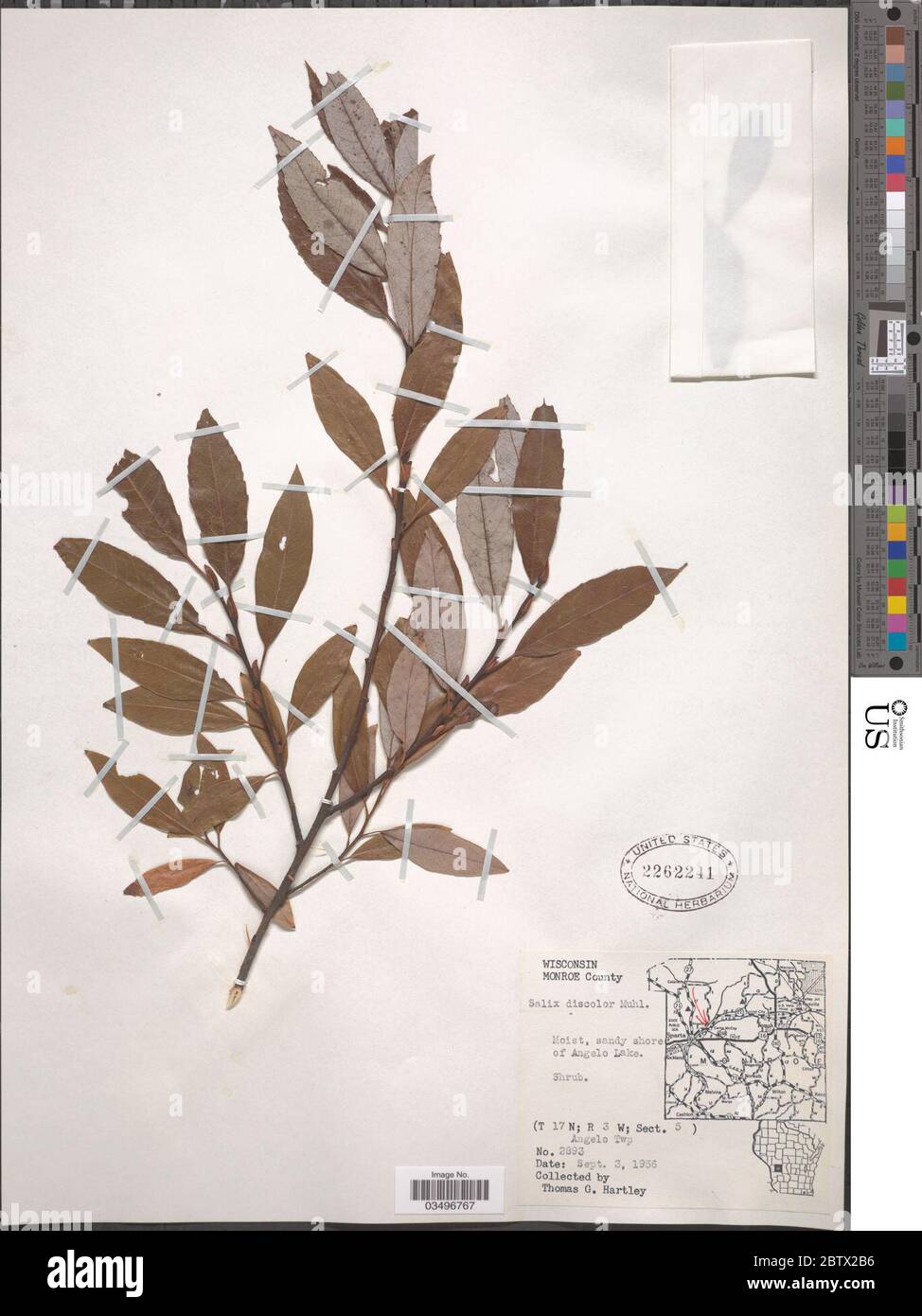 Salix discolor hi-res stock photography and images - Alamy