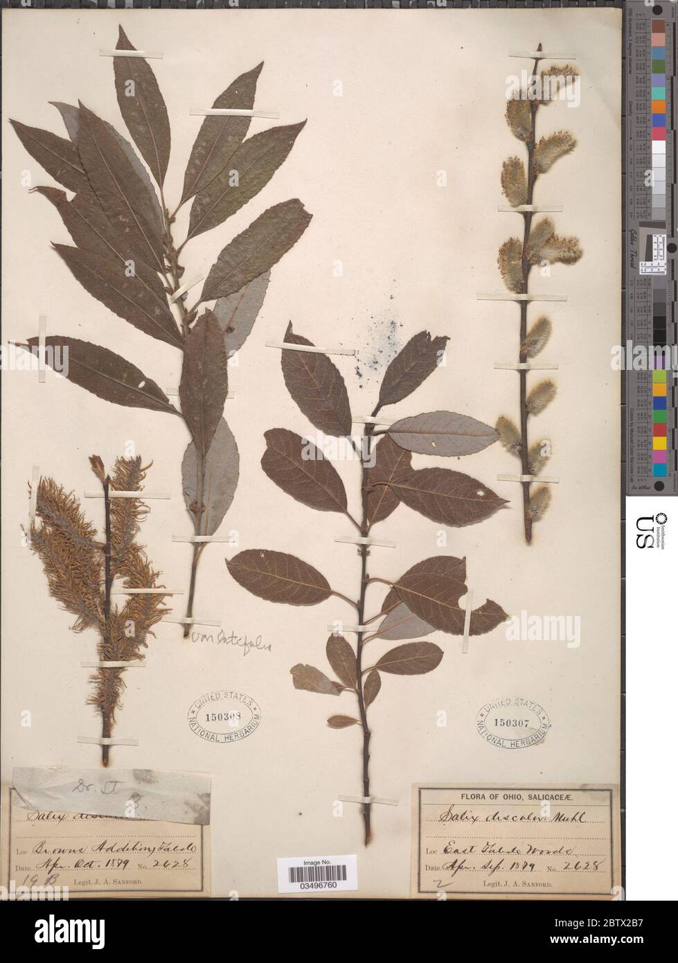 Salix discolor hi-res stock photography and images - Alamy