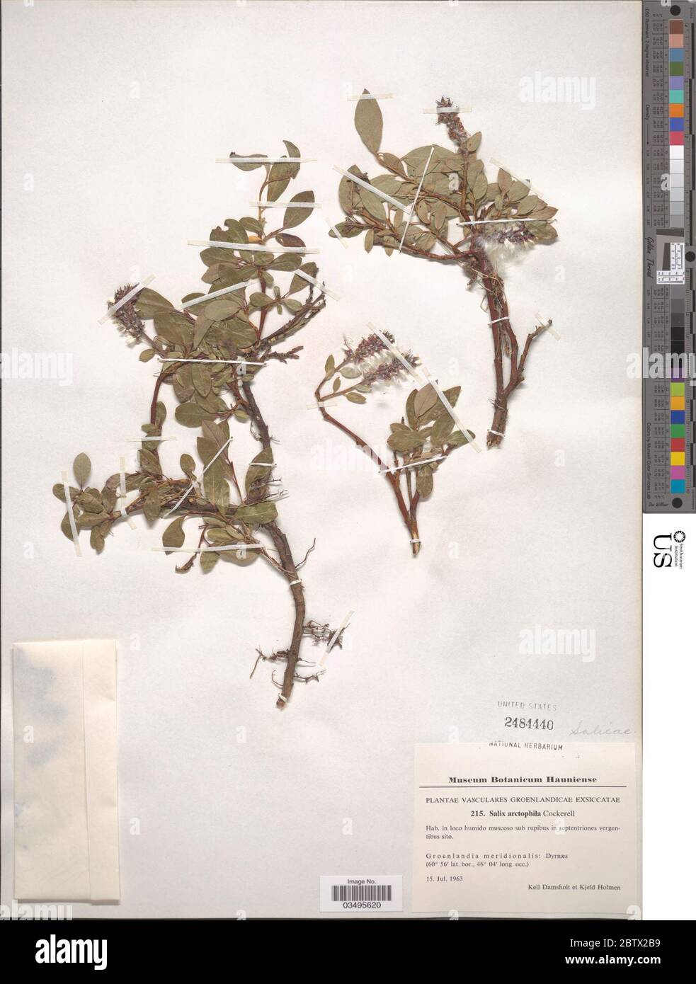 Salix arctophila Cockerell Stock Photo - Alamy
