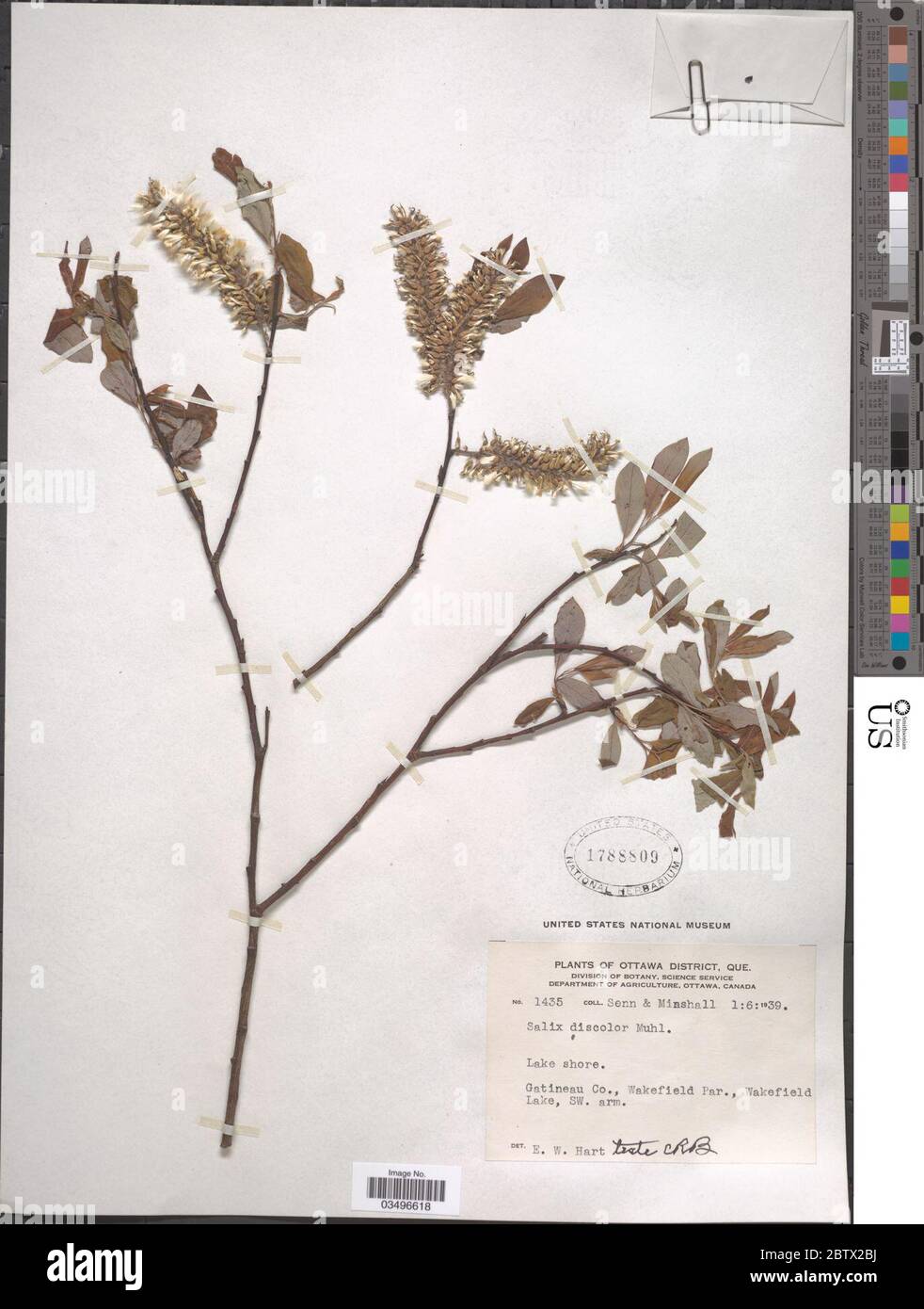 Salix discolor hi-res stock photography and images - Alamy
