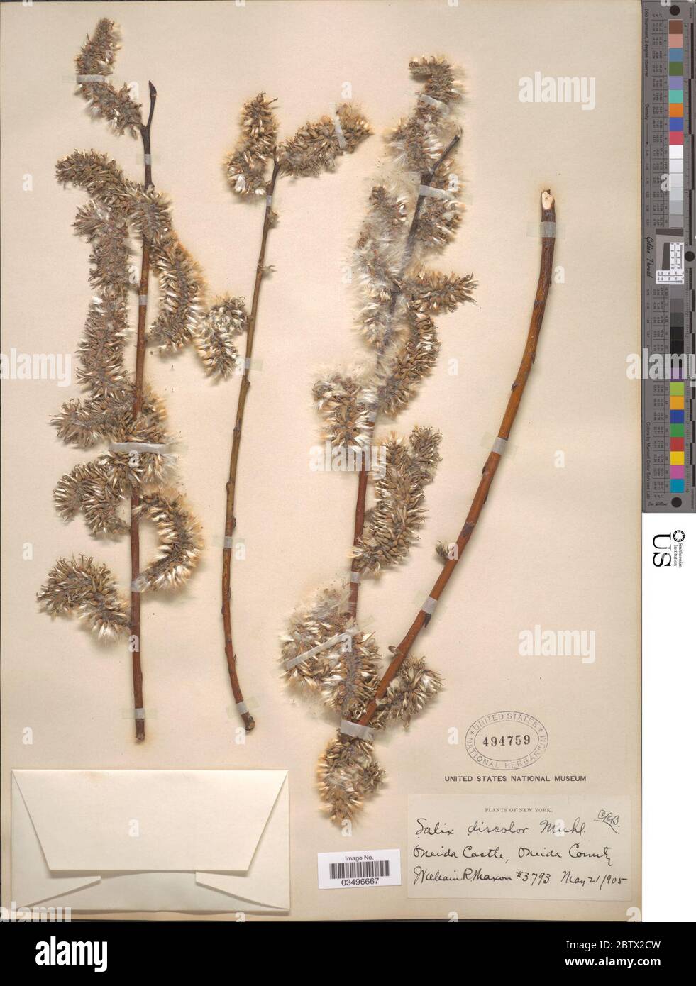 Salix discolor hi-res stock photography and images - Alamy