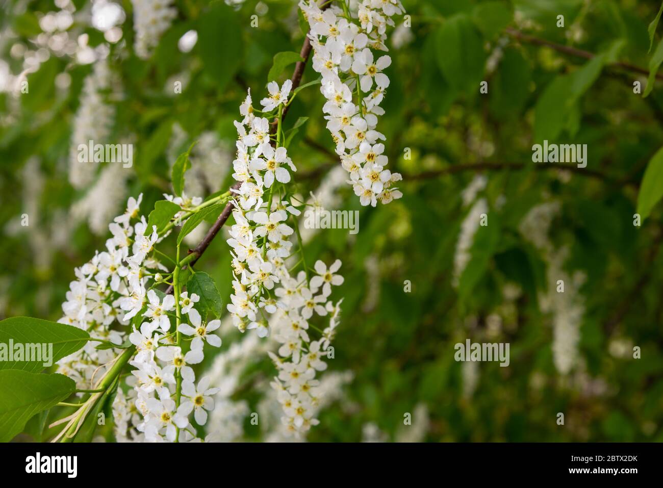 Blossoming bird cherry tree bunch hi-res stock photography and images ...