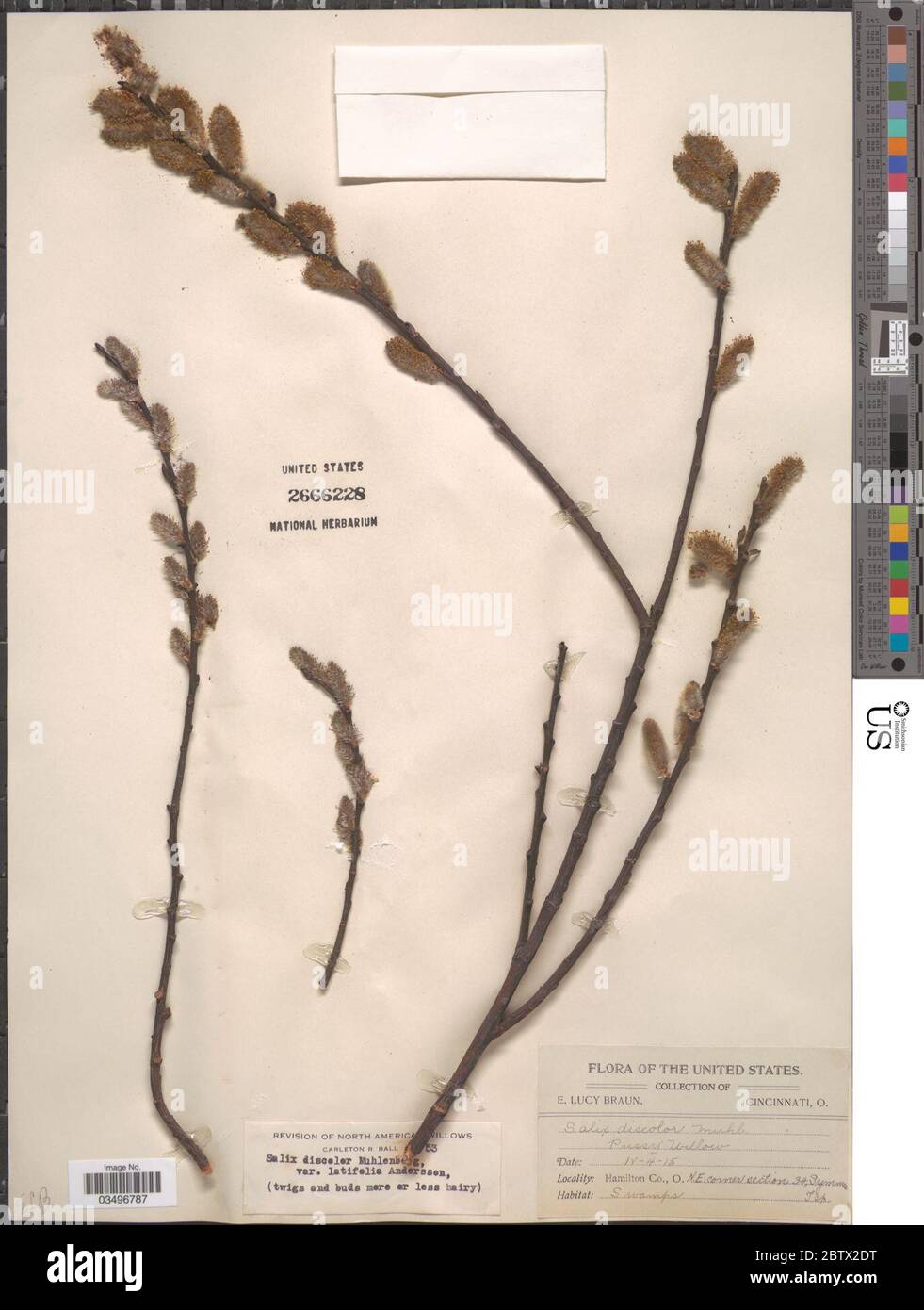 Salix discolor hi-res stock photography and images - Alamy