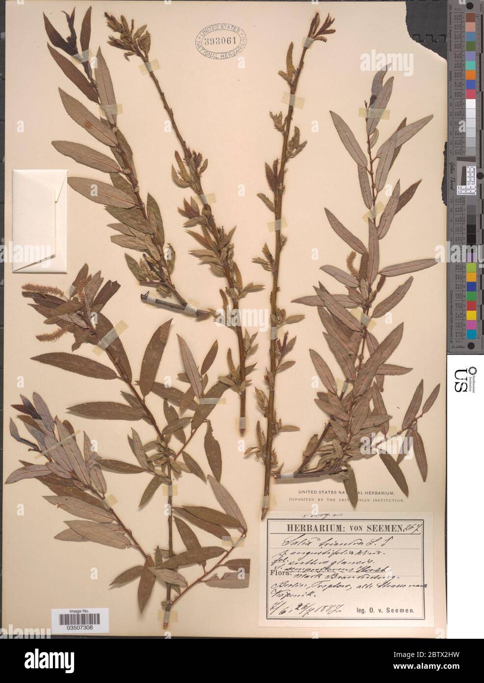 Salix triandra hi-res stock photography and images - Alamy