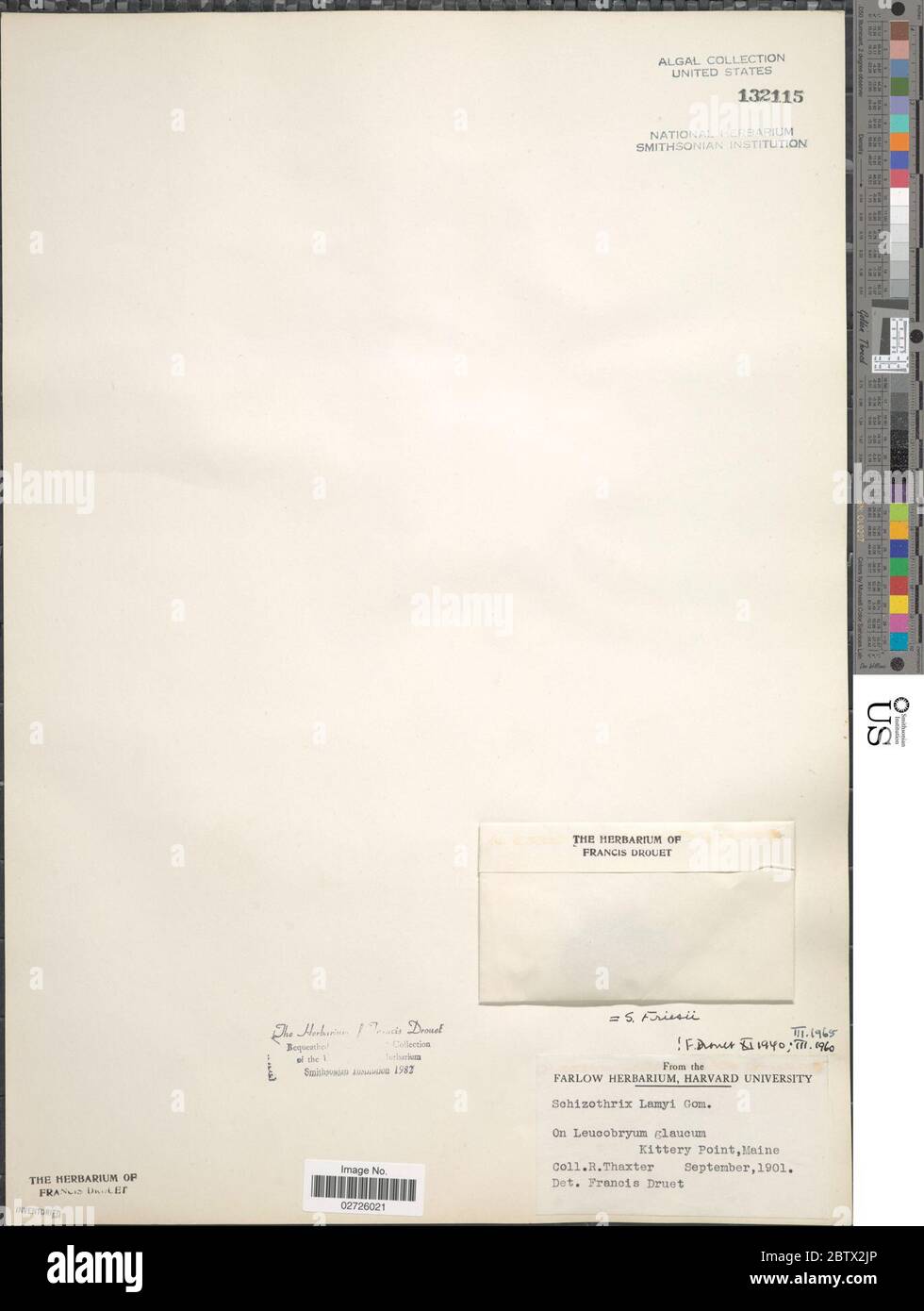 Schizothrix hi-res stock photography and images - Alamy