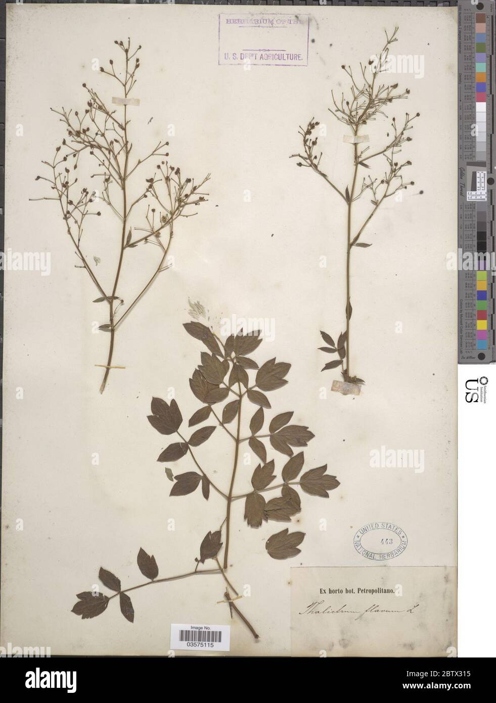 Plant thalictrum flavum hi-res stock photography and images - Alamy