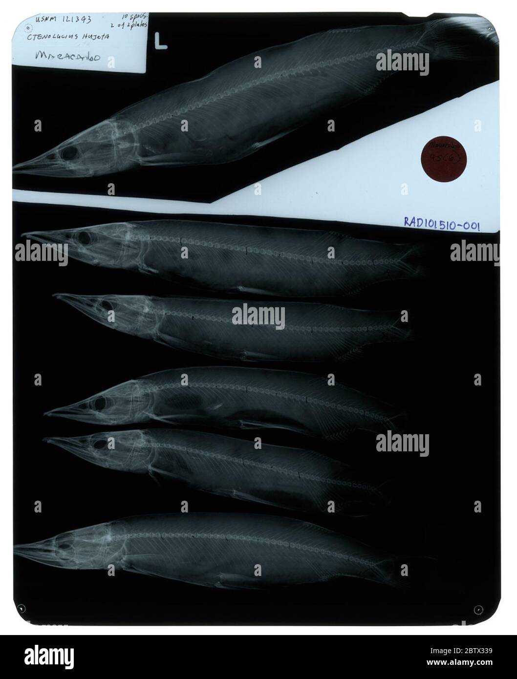 Ctenolucius hujeta. 29 Oct 20182 Stock Photo - Alamy