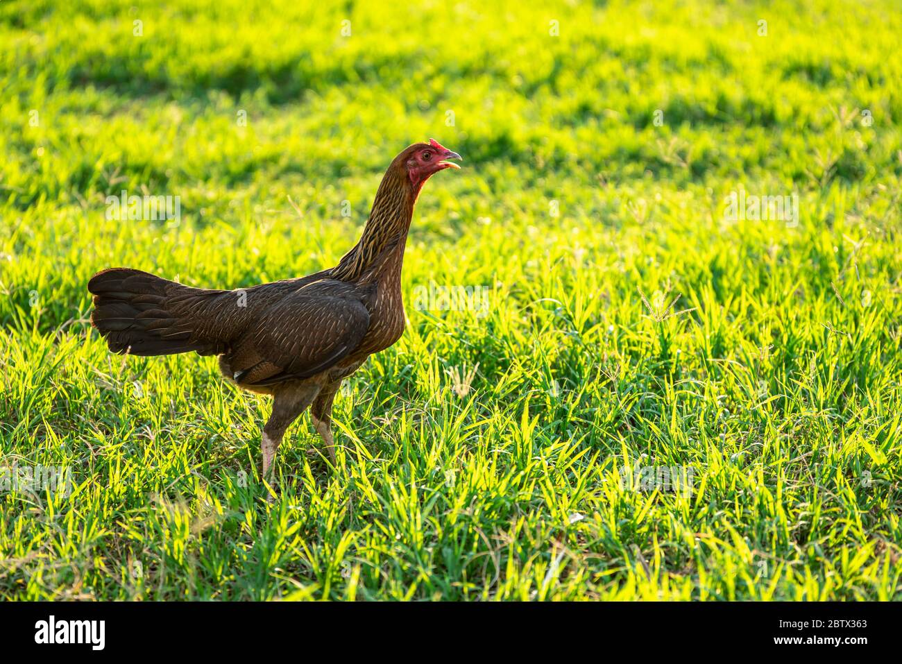 Female chickens stroll on the yellow grass at the golden time Stock ...