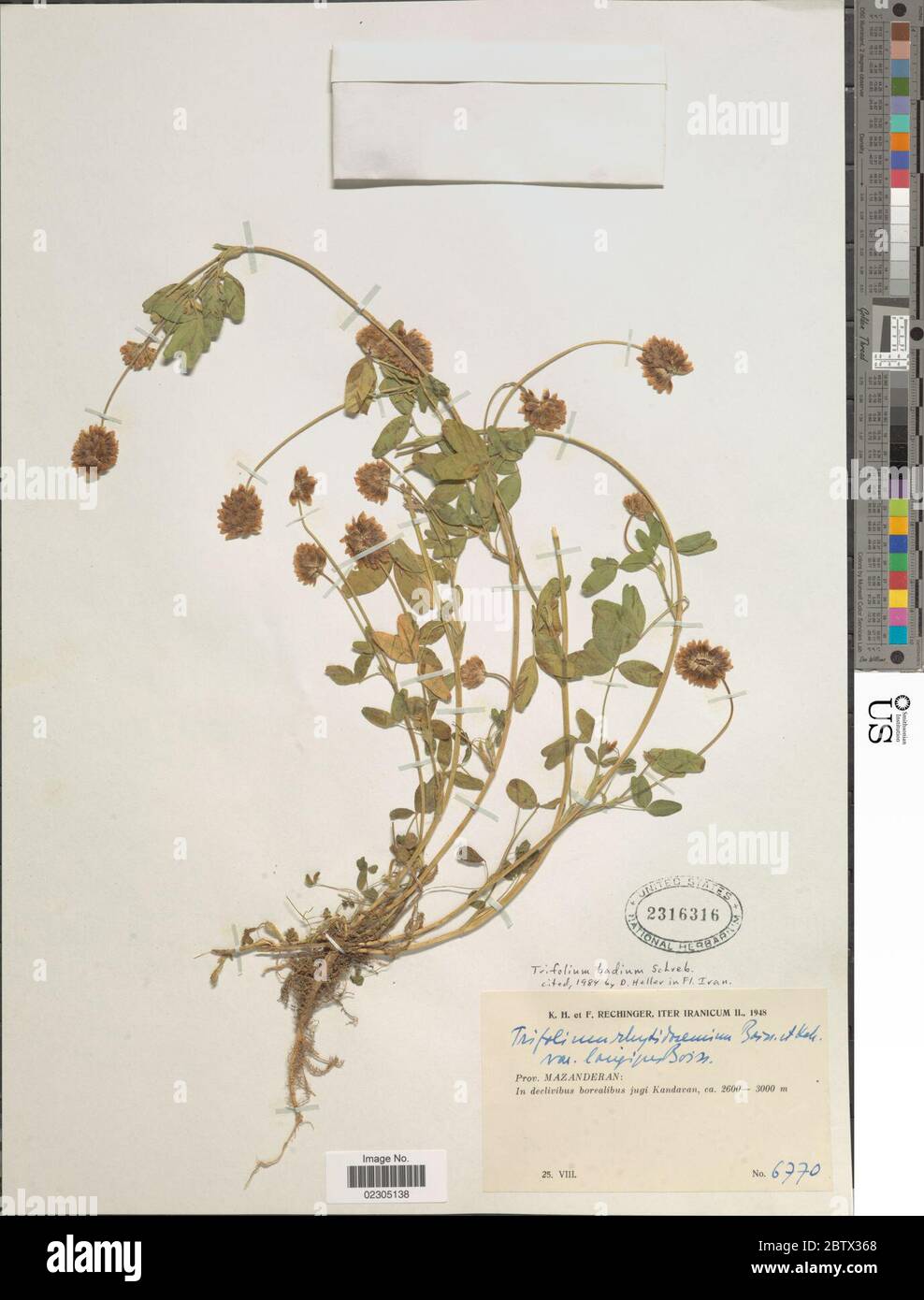 Trifolium badium Schreb Stock Photo - Alamy