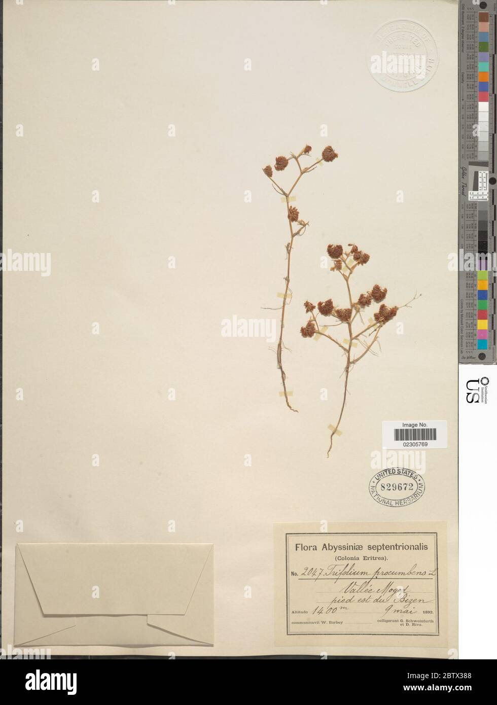 Trifolium procumbens L Stock Photo - Alamy