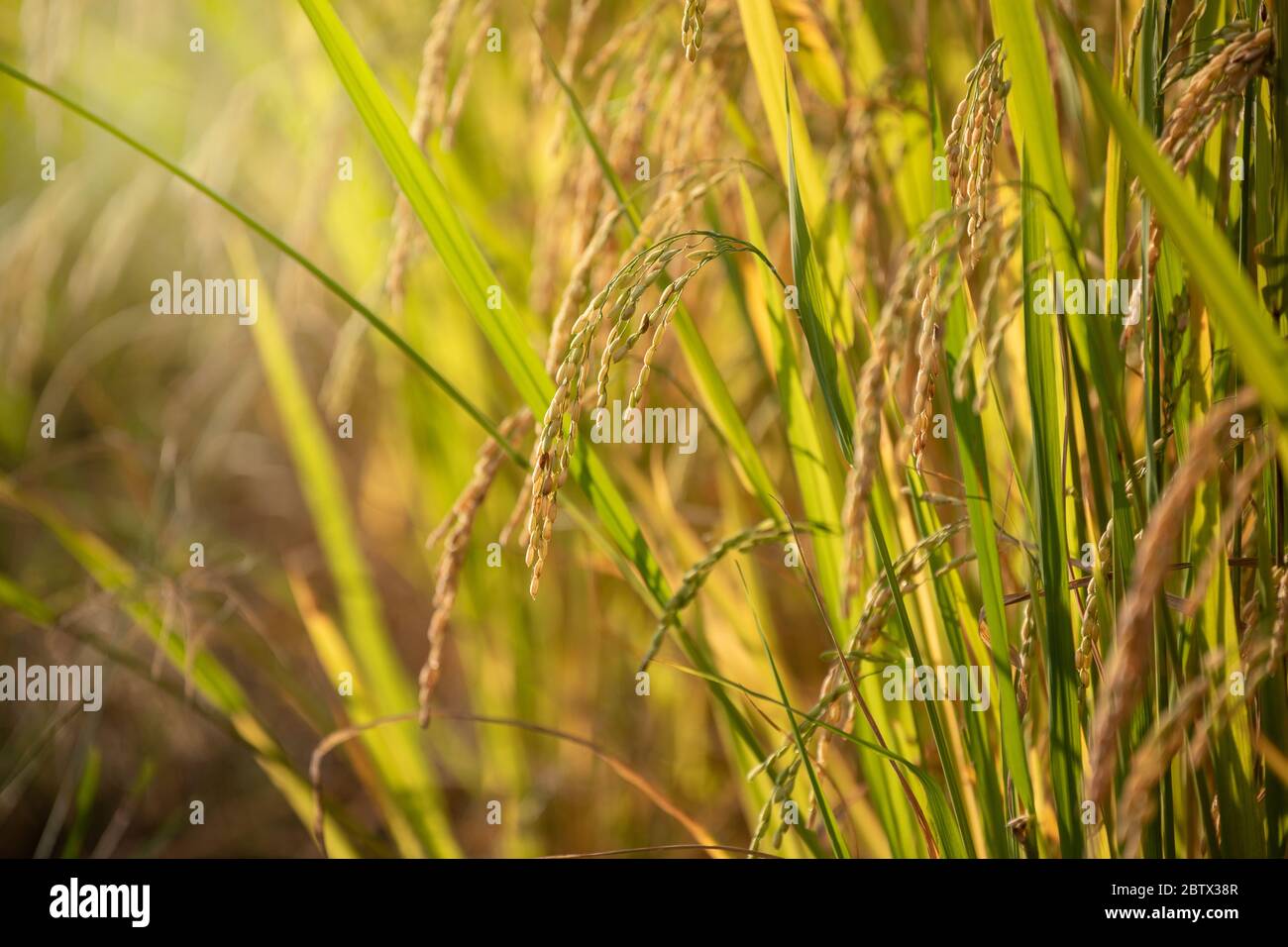 Paddy Jasmine Rice Plant In Detail High Resolution Stock Photography ...