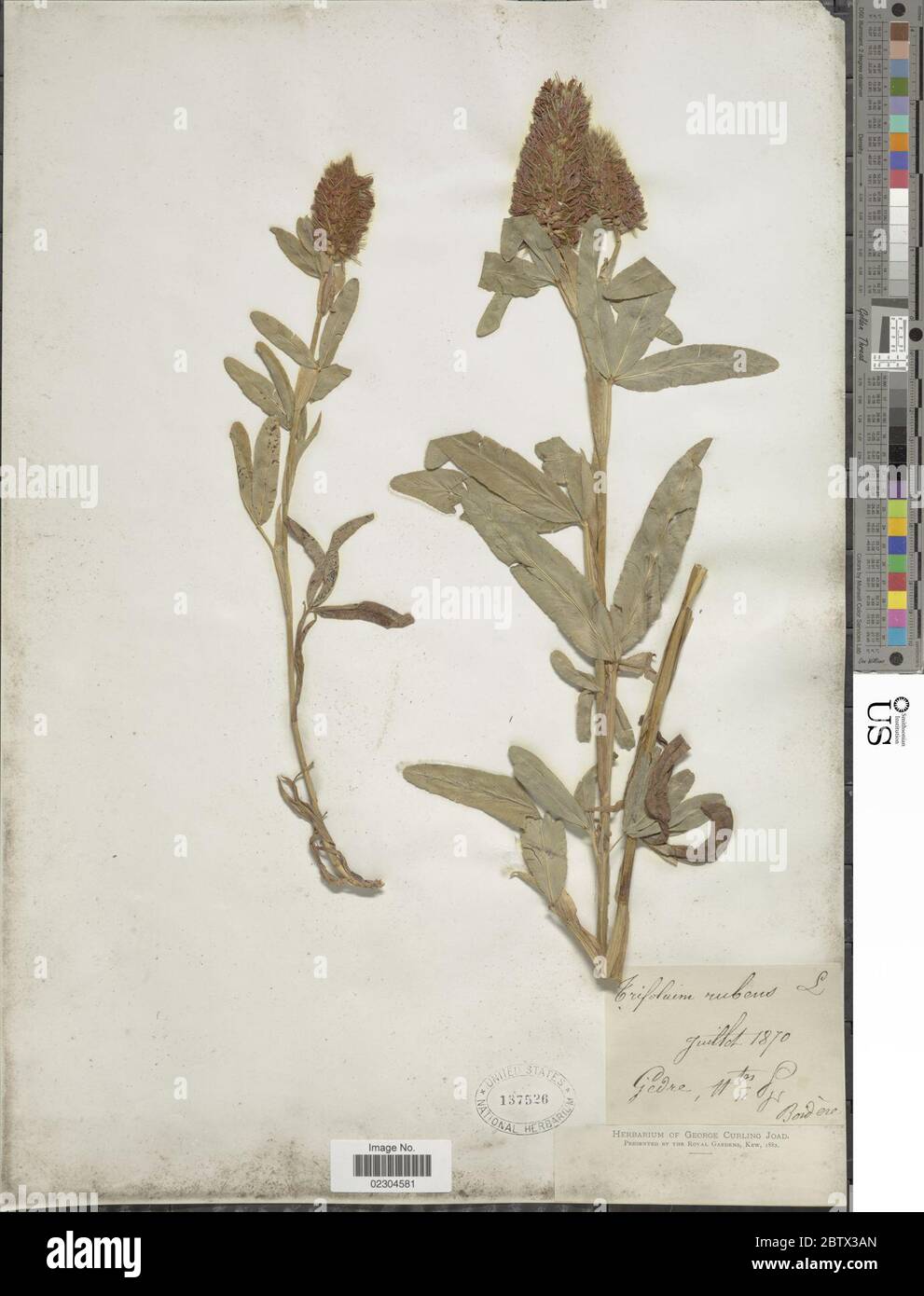 Trifolium rubens L Stock Photo - Alamy