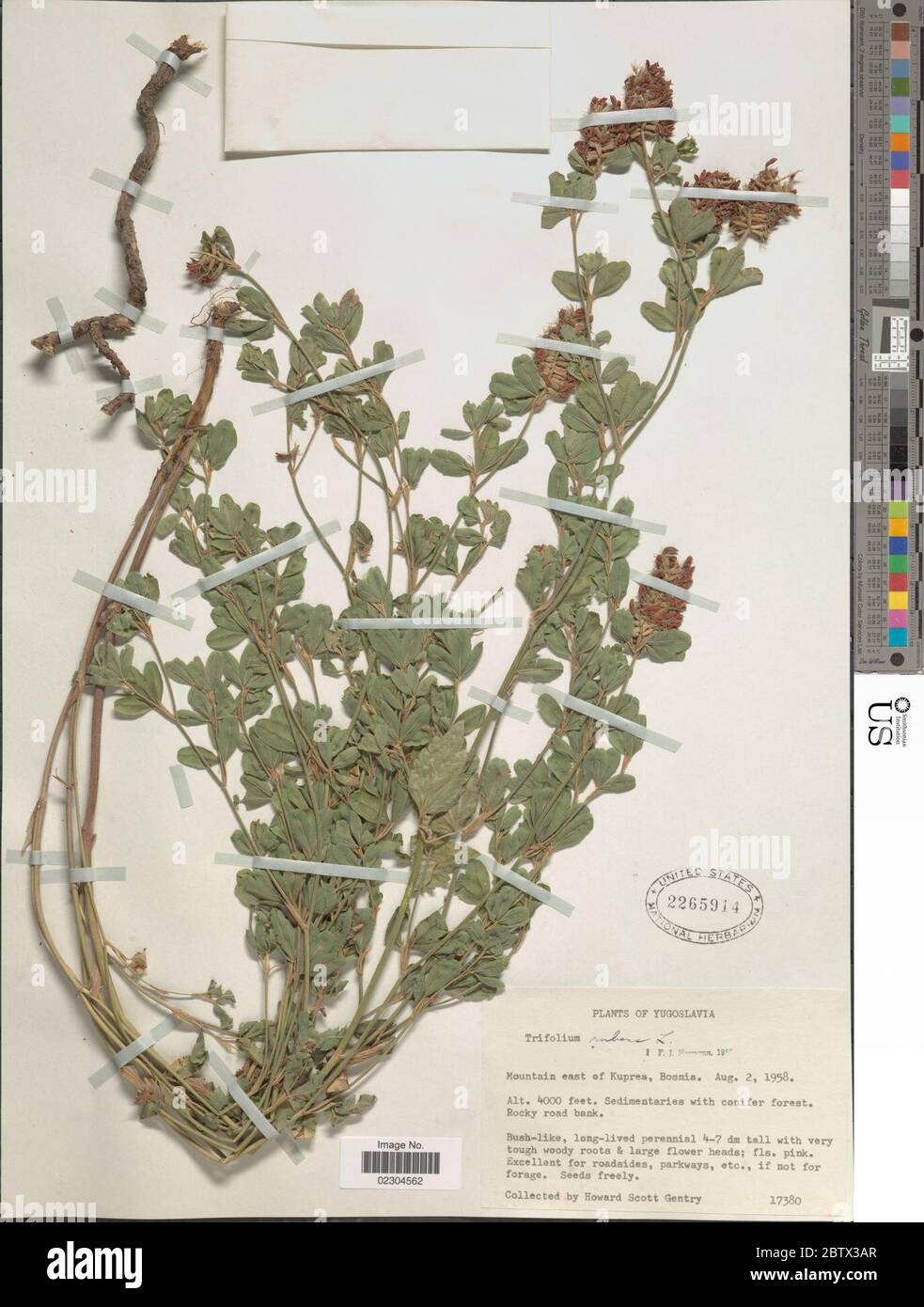 Trifolium rubens L Stock Photo - Alamy
