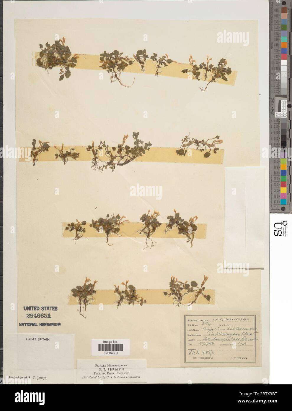 Trifolium subterraneum L Stock Photo - Alamy