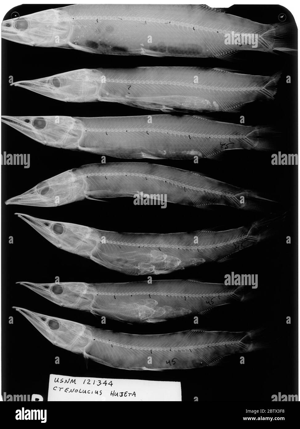 Ctenolucius hujeta. 13 Sep 201710 Stock Photo - Alamy