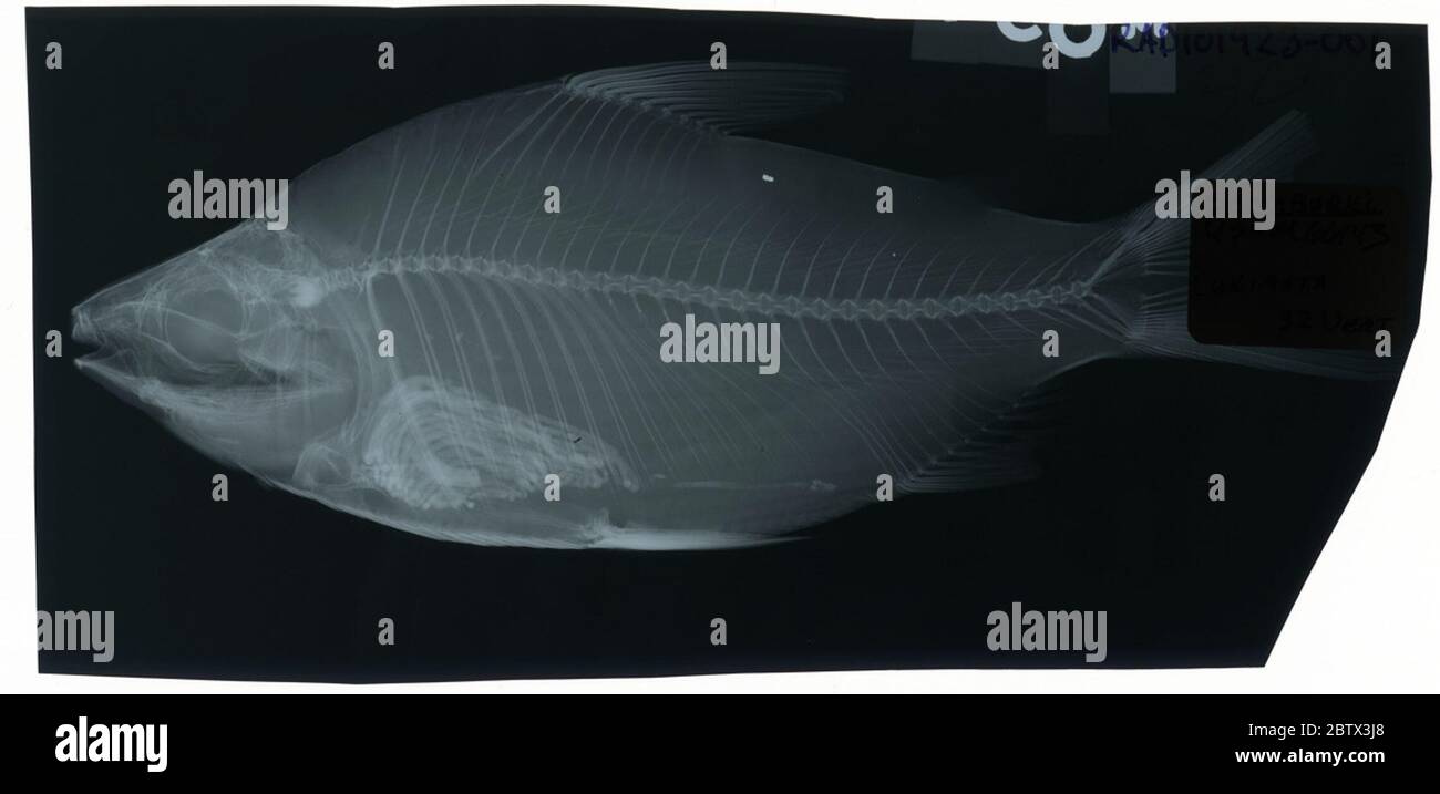 Curimata cyprinoides. 25 Oct 20181 Stock Photo - Alamy