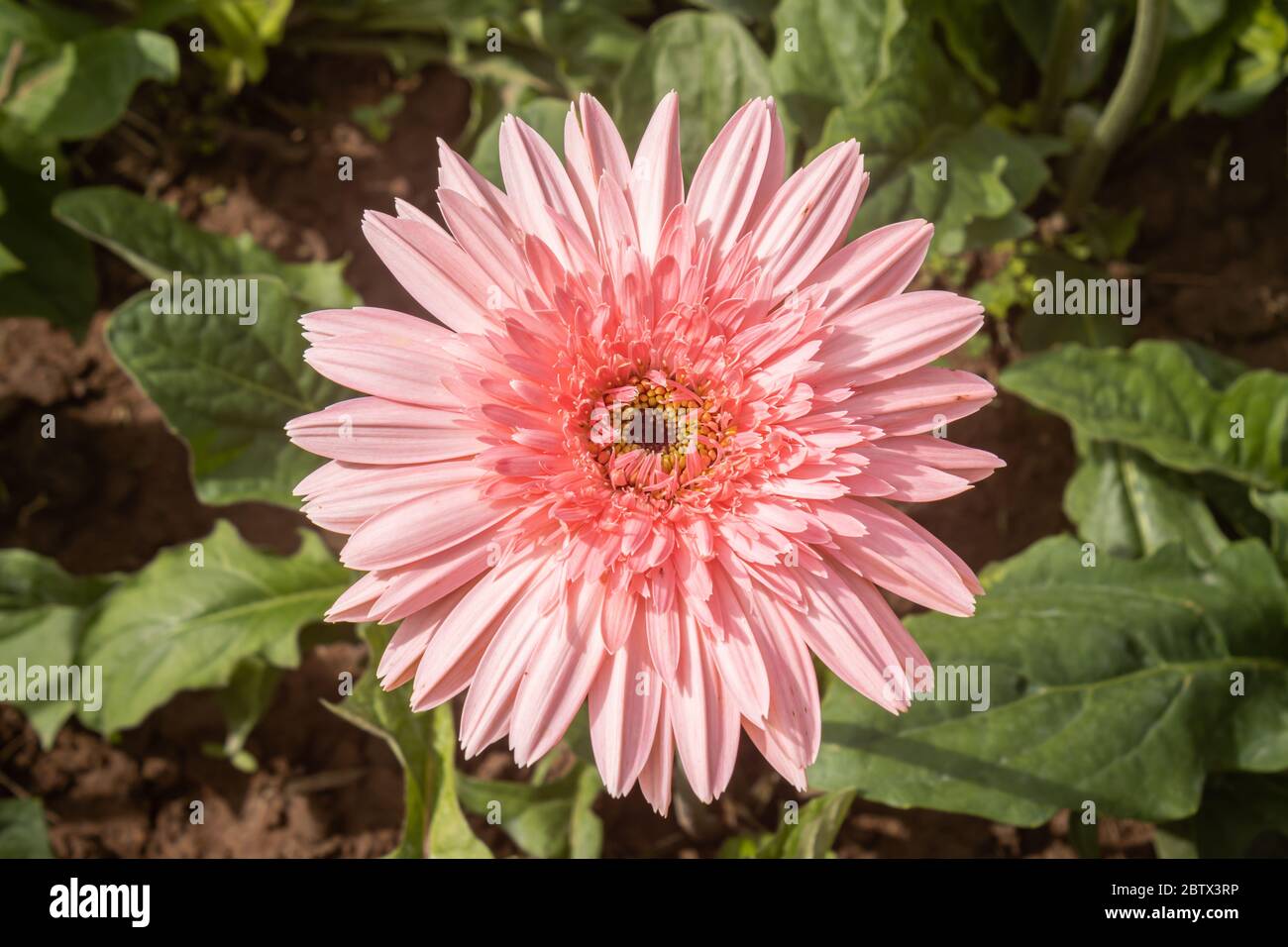 Light Pink Gerber Daisy