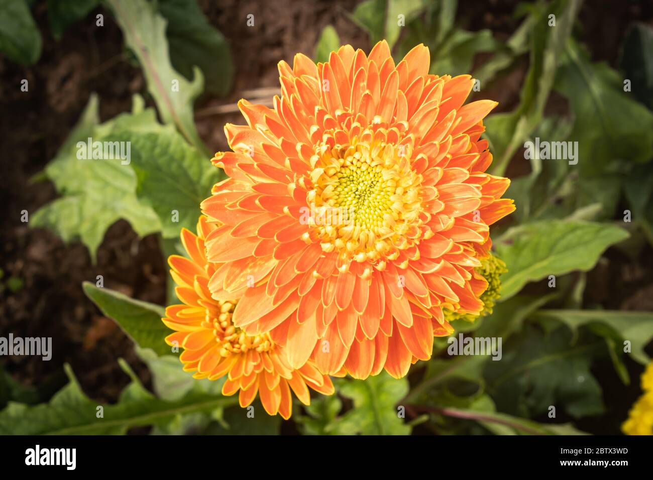 Orange Gerbera Daisy or Gerbera Flower in Garden with Natural Light on ...