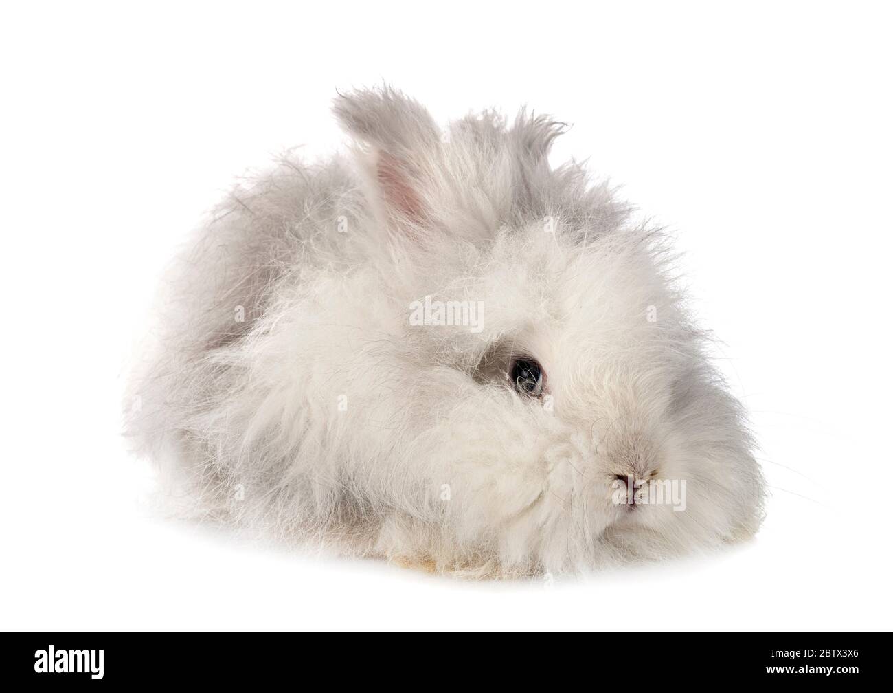 English Angora in front of white background Stock Photo - Alamy