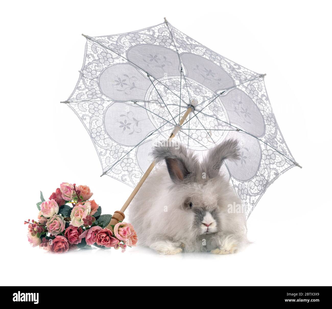 English Angora in front of white background Stock Photo - Alamy