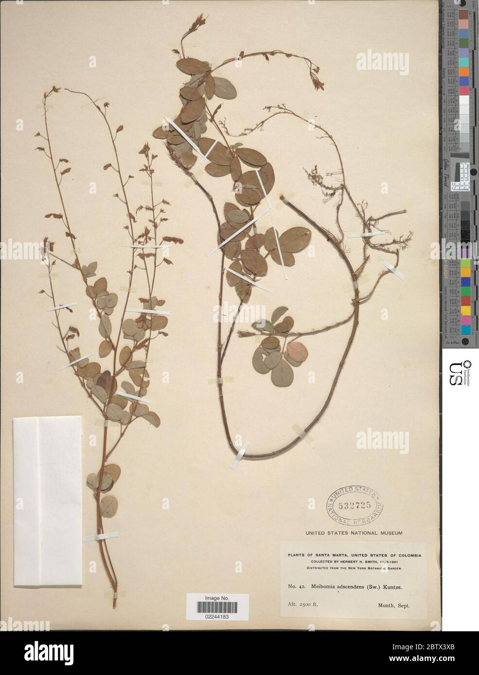 Desmodium adscendens hi-res stock photography and images - Alamy