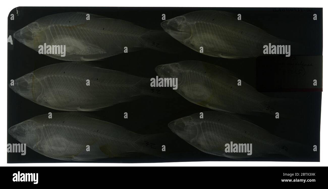 Cyphocharax magdalenae. 24 Oct 20181 Stock Photo - Alamy