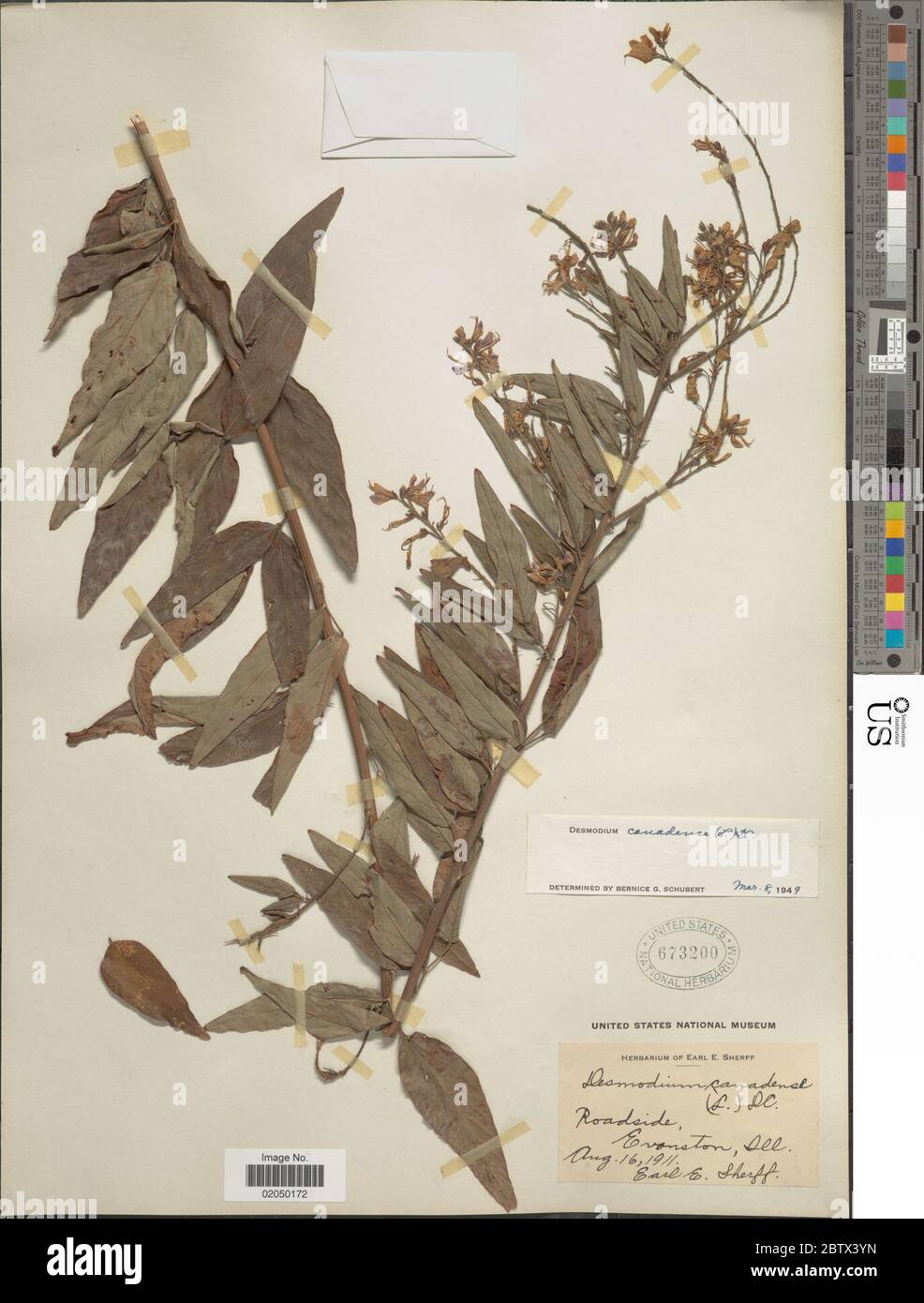Desmodium canadense hi-res stock photography and images - Alamy