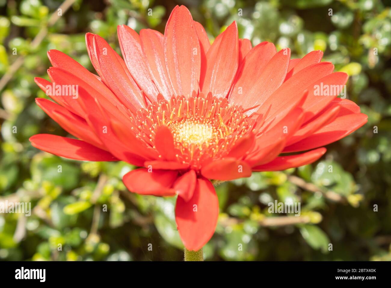 Red Gerbera Daisy or Gerbera Flower in Garden with Natural Light on ...