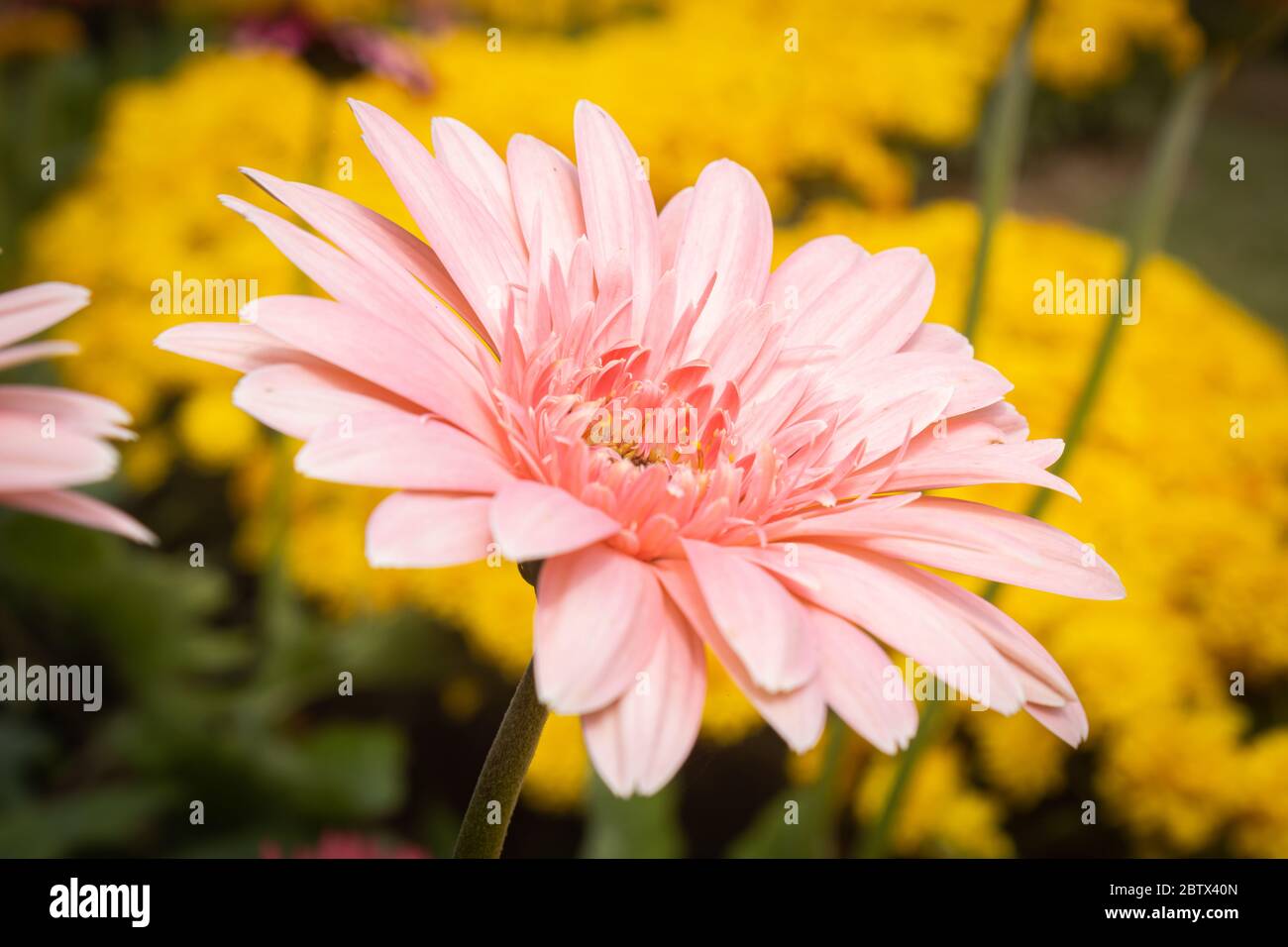 Red Gerbera Daisy or Gerbera Flower in Garden with Natural Light on ...